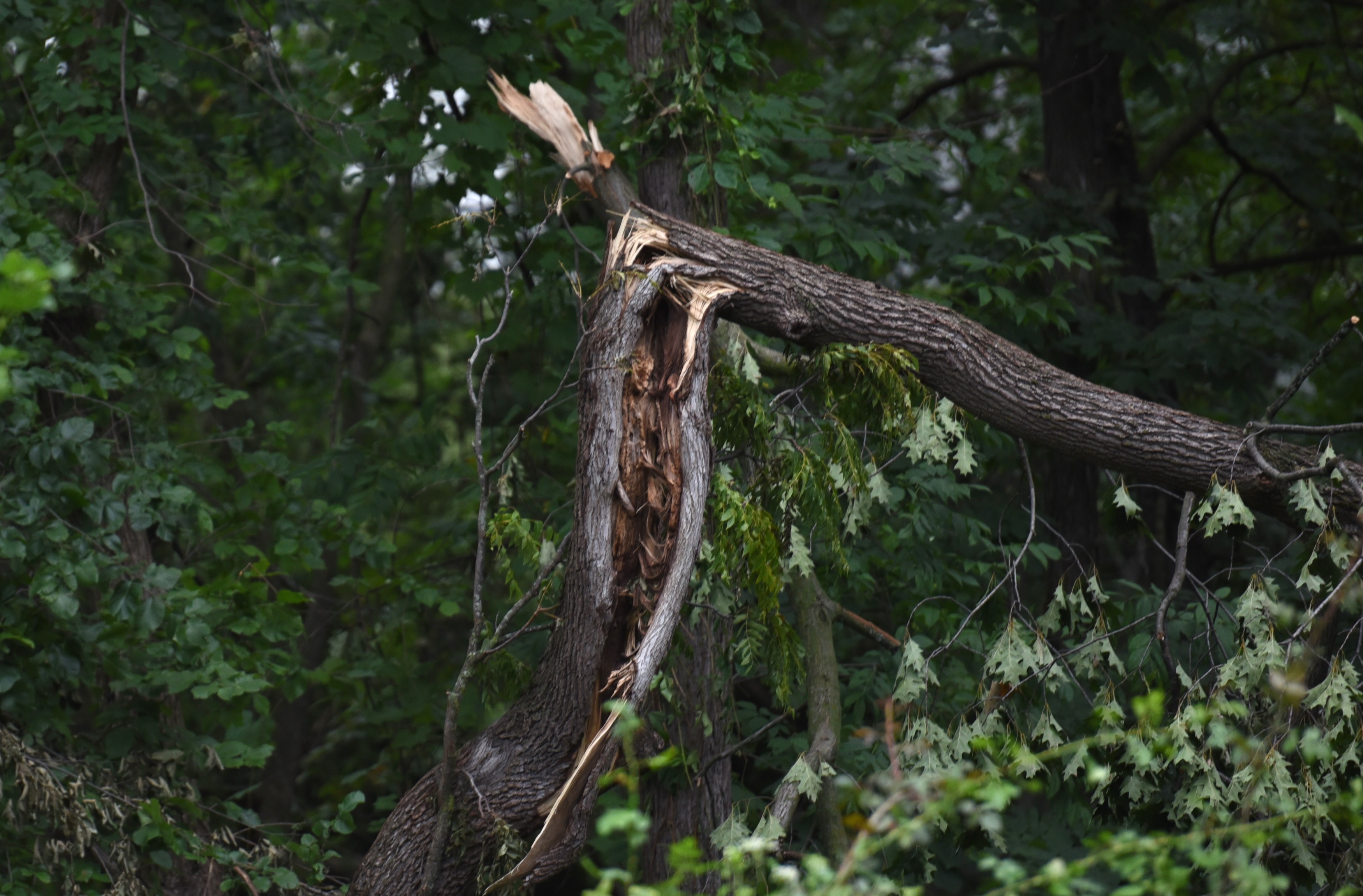 Storm topples trees in Nichols Arboretum in Ann Arbor - mlive.com