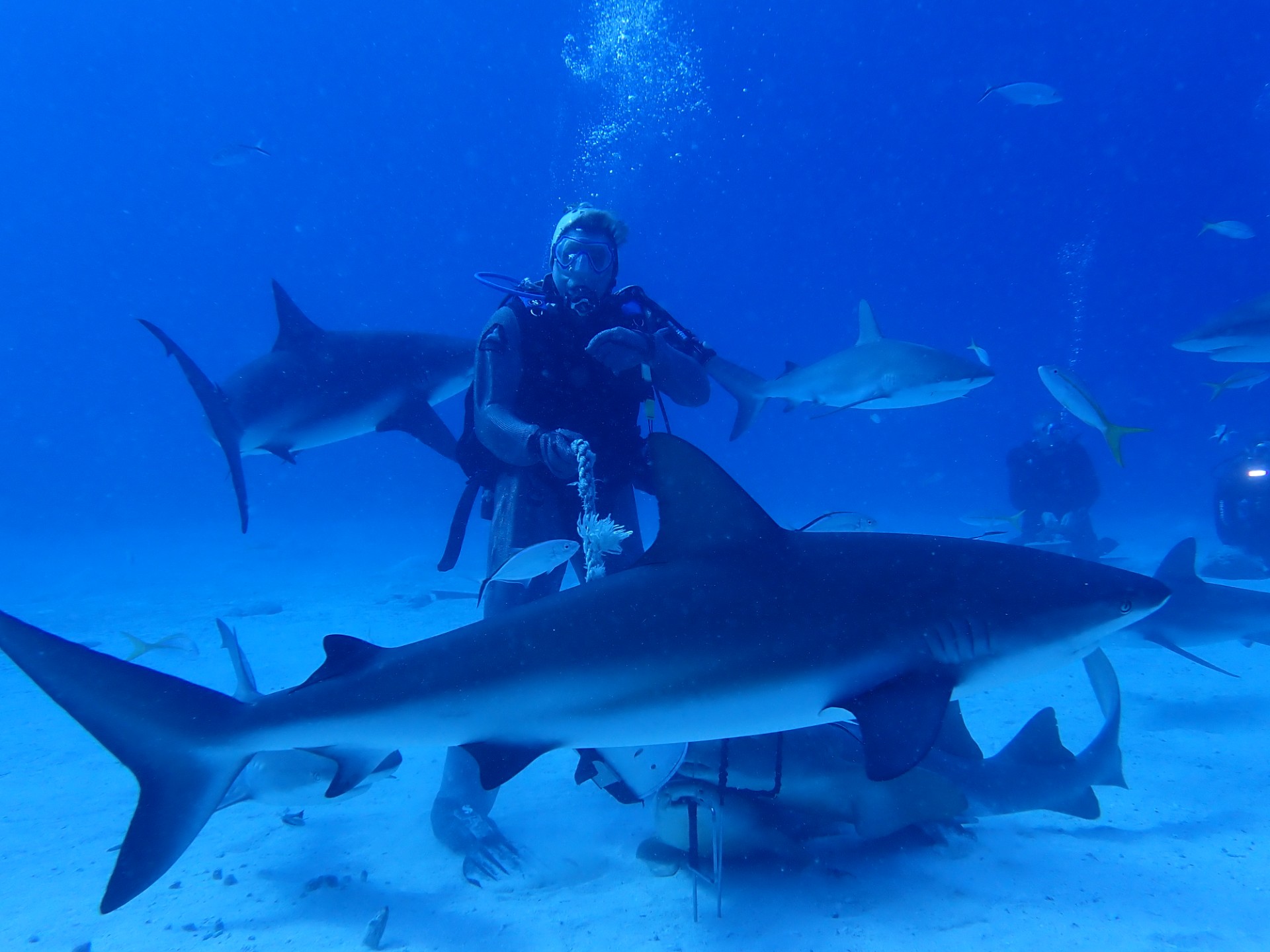 Shark expert says its safe in the water - masslive.com