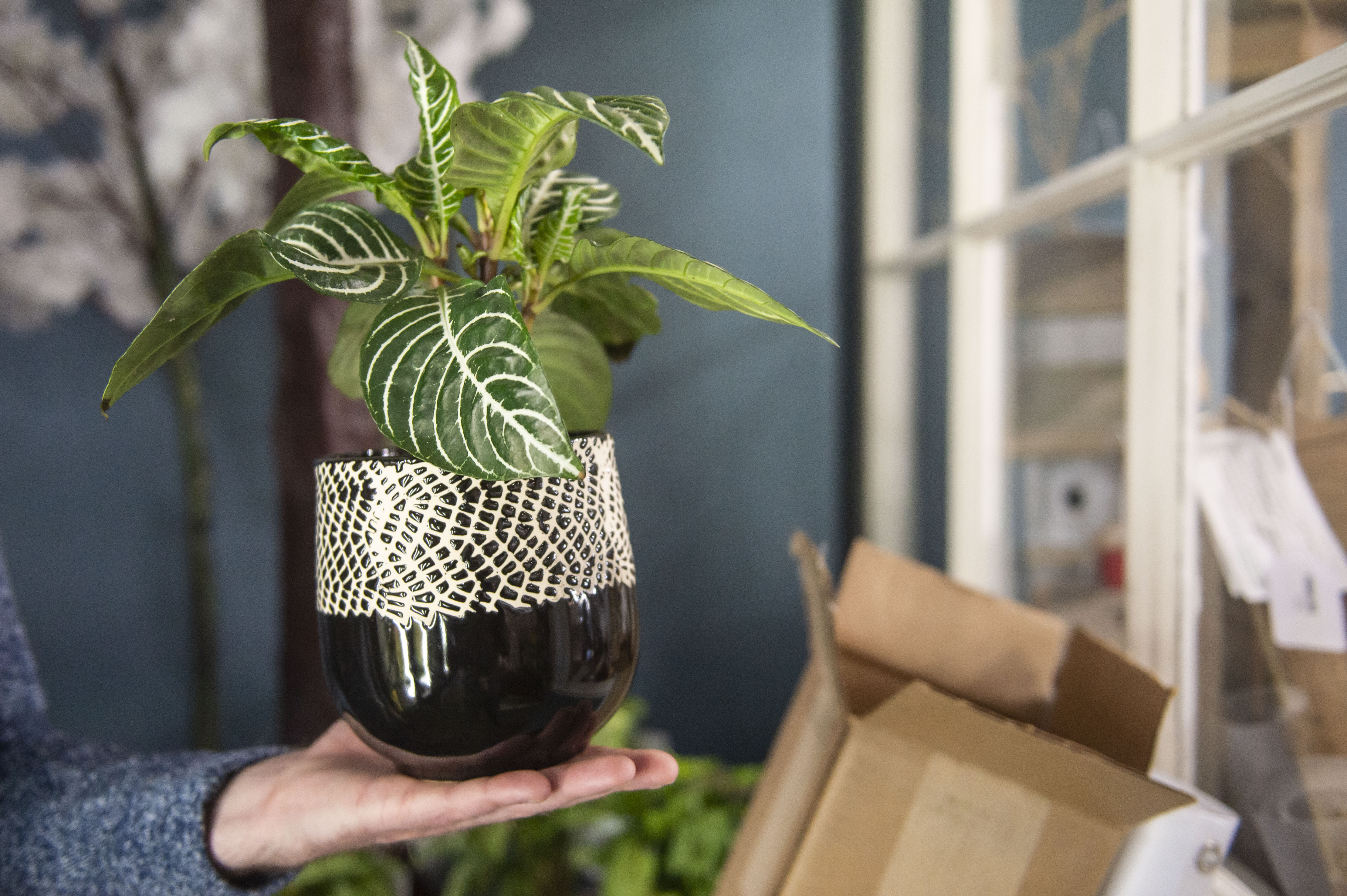 Business is blooming and expanding at downtown Bay City's Regent Floral ...