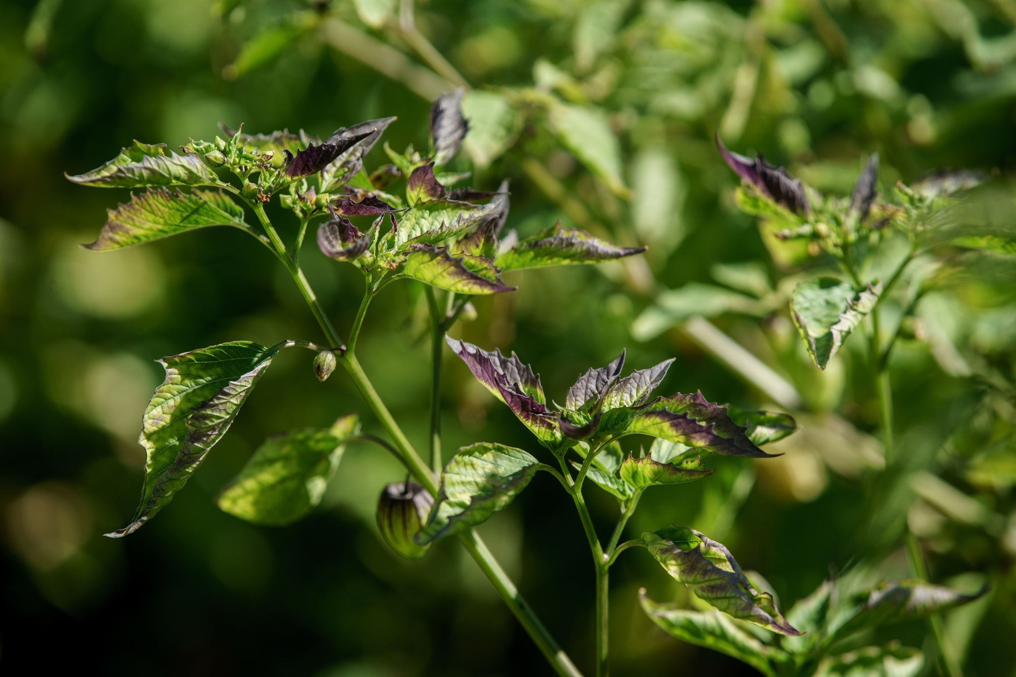 Native American Youth and Family Center's community garden - oregonlive.com