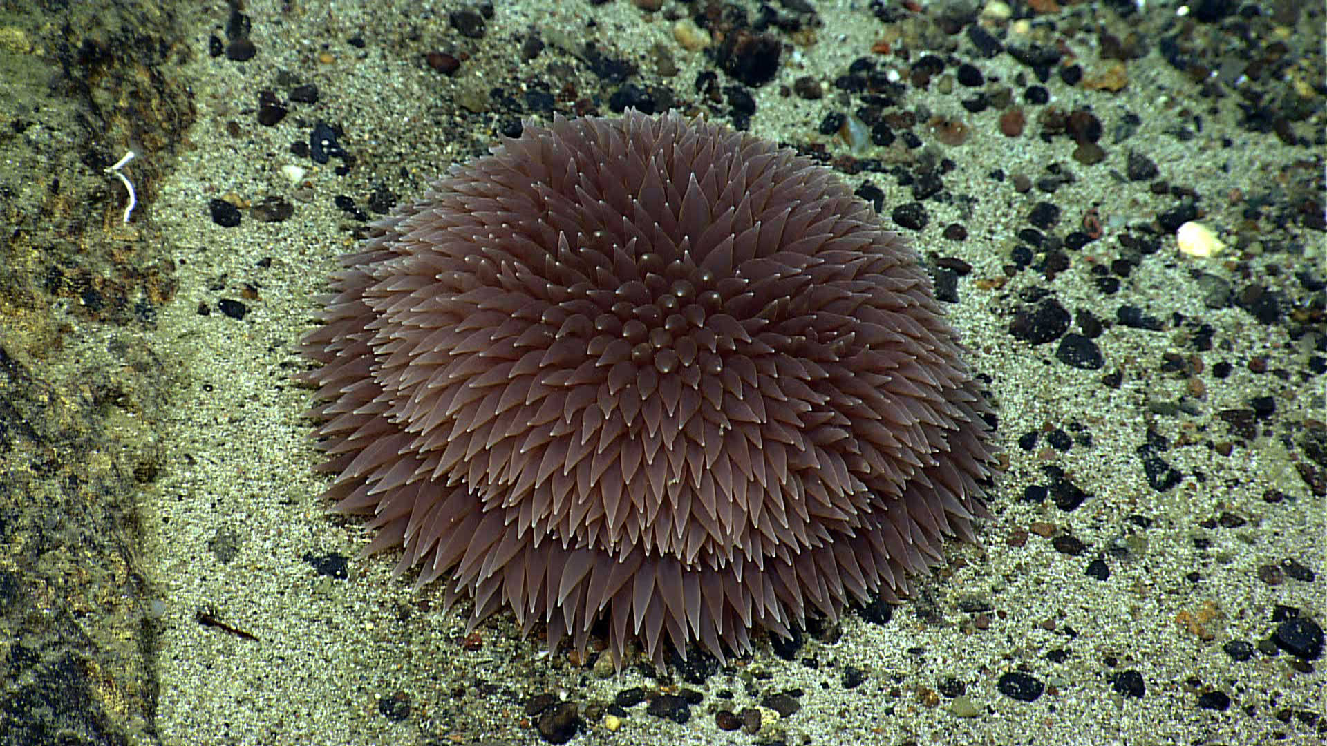 Northeast Canyons and Seamounts Marine National Monument - masslive.com