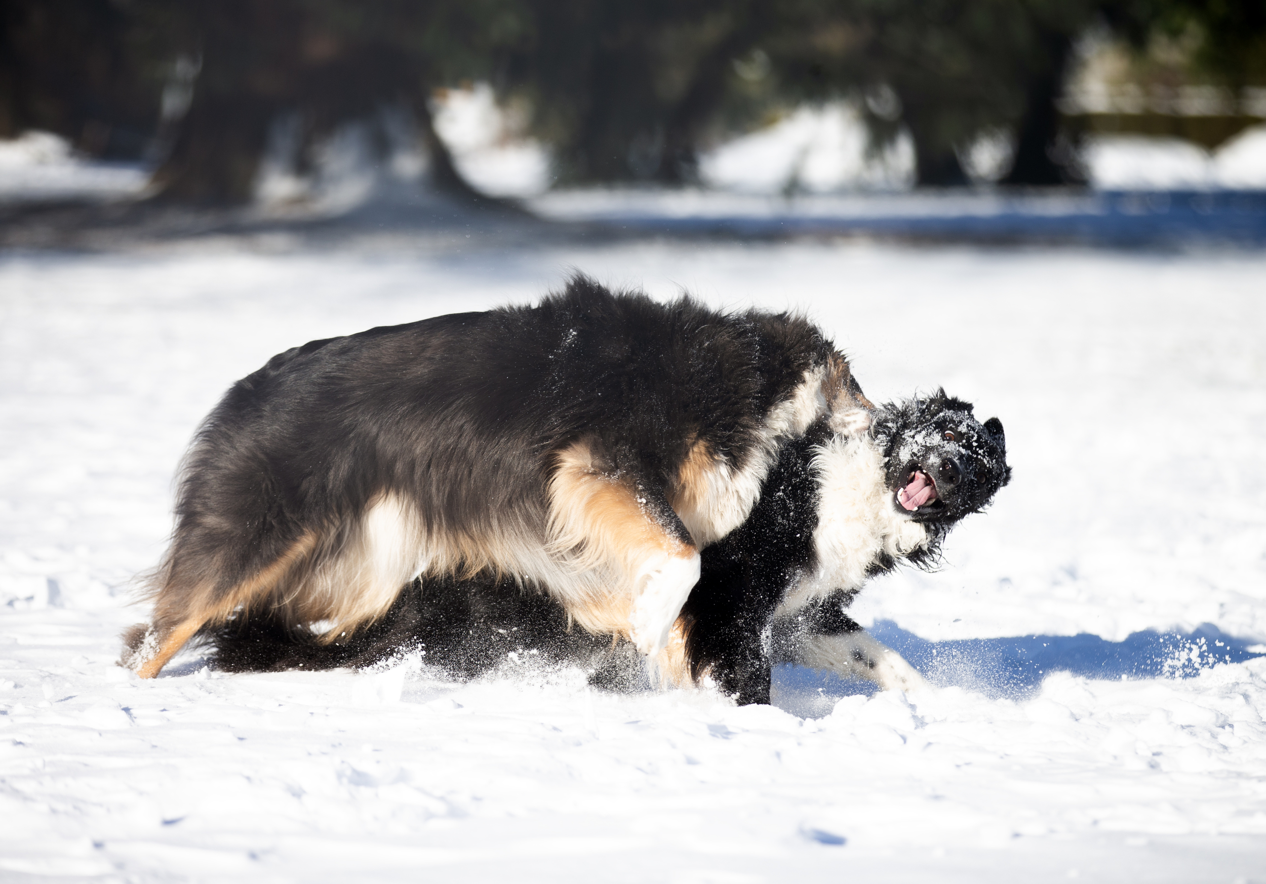 Snow in Portland: Friday, Feb. 24, 2023 - oregonlive.com
