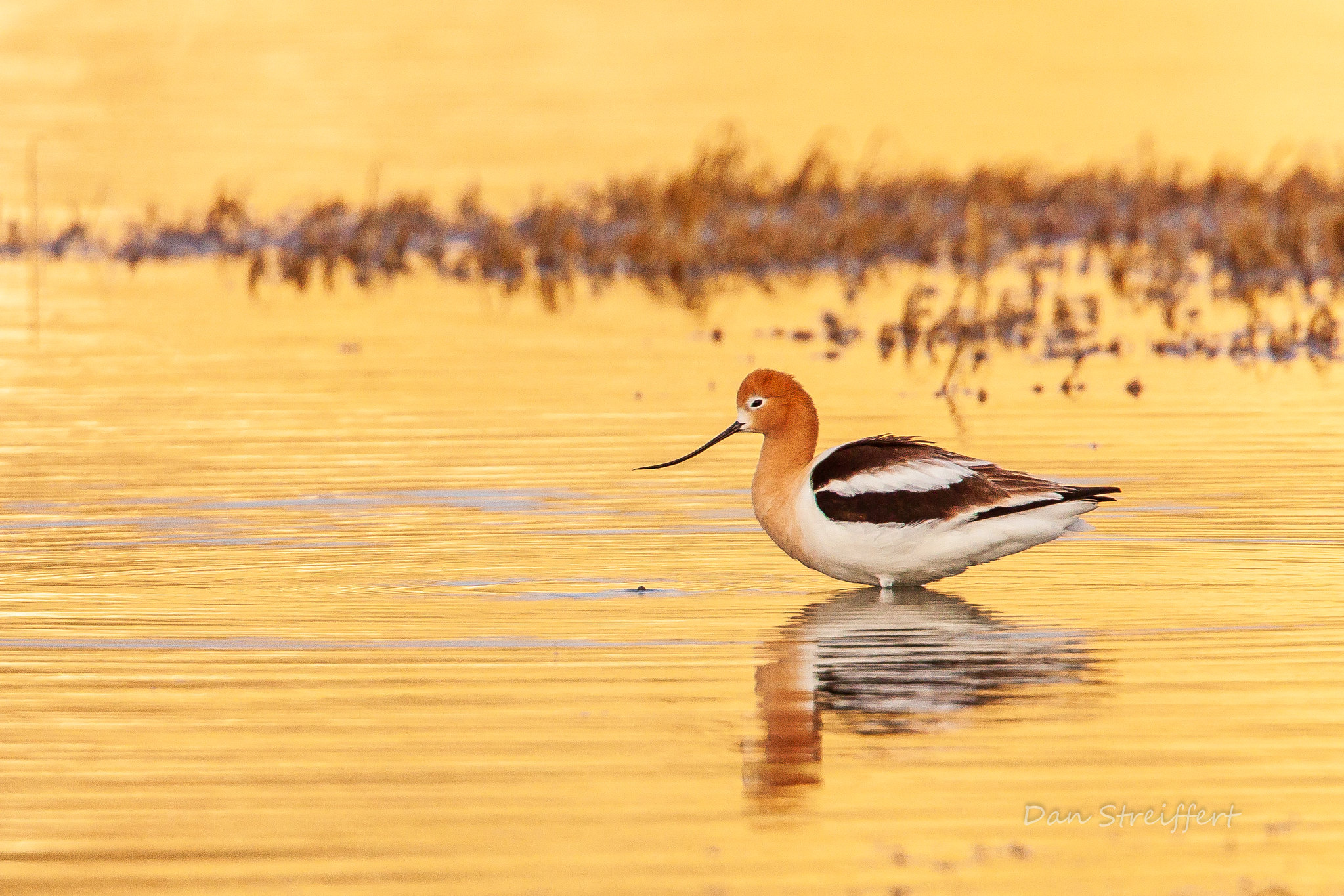 Oregon bird festival - oregonlive.com