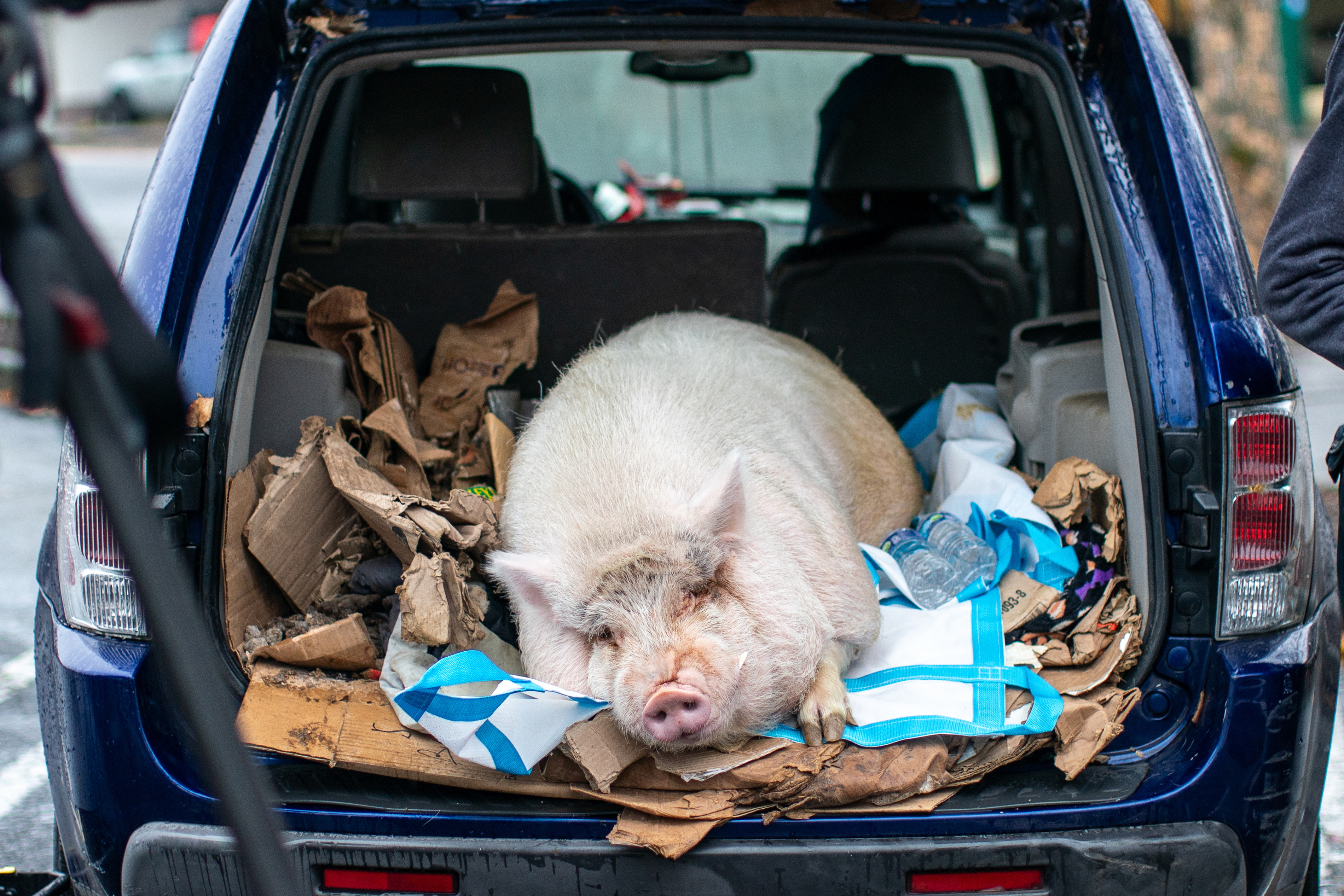 Veteran Tony James and his 250 pound pet pig - oregonlive.com