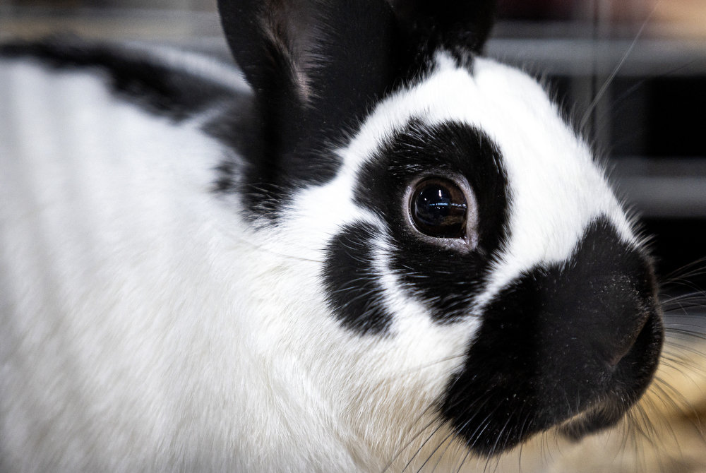Rabbits at the Pa. Farm Show - pennlive.com