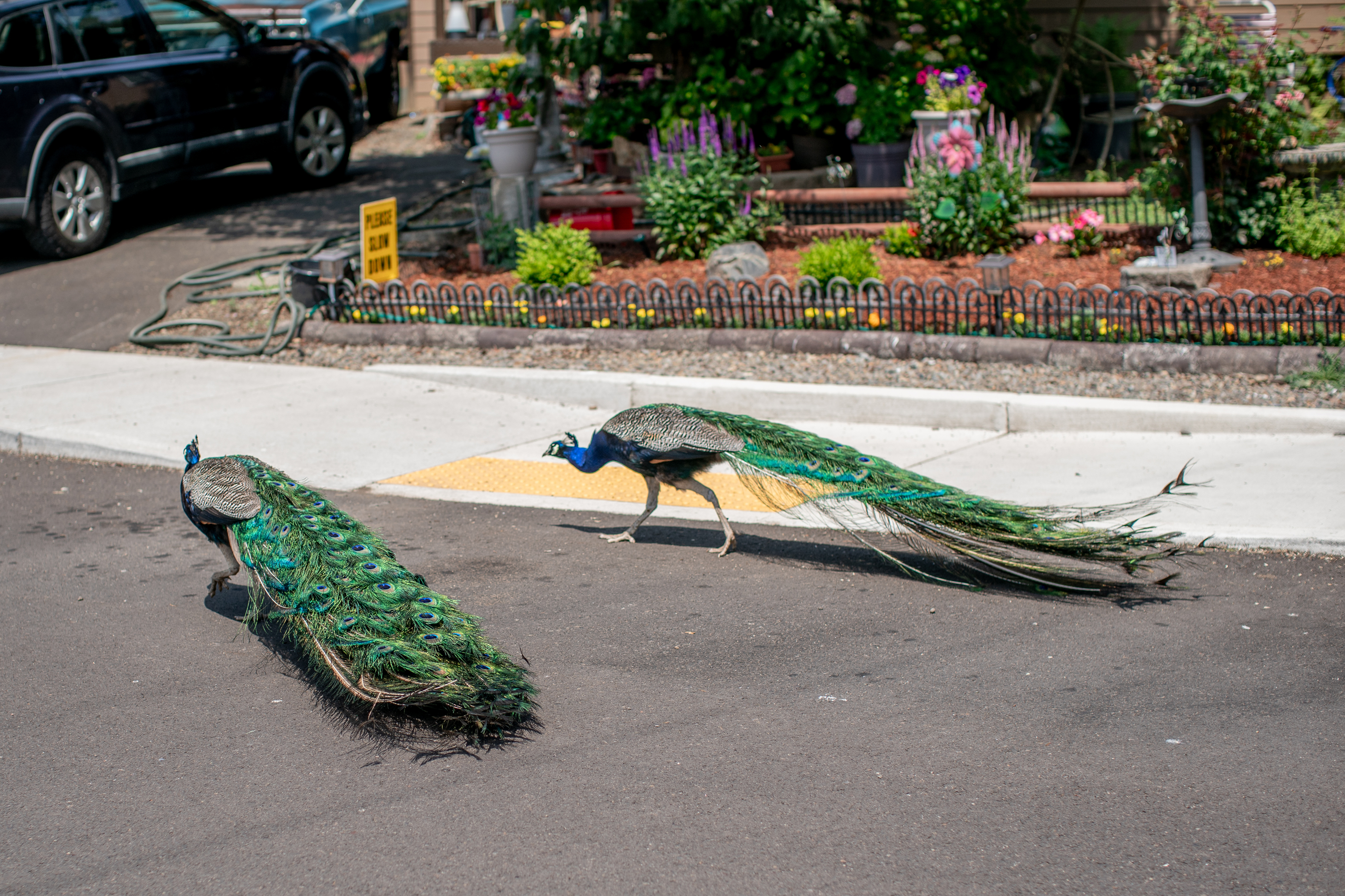 A ‘muster’ of peacocks has roamed this one Portland neighborhood for at ...