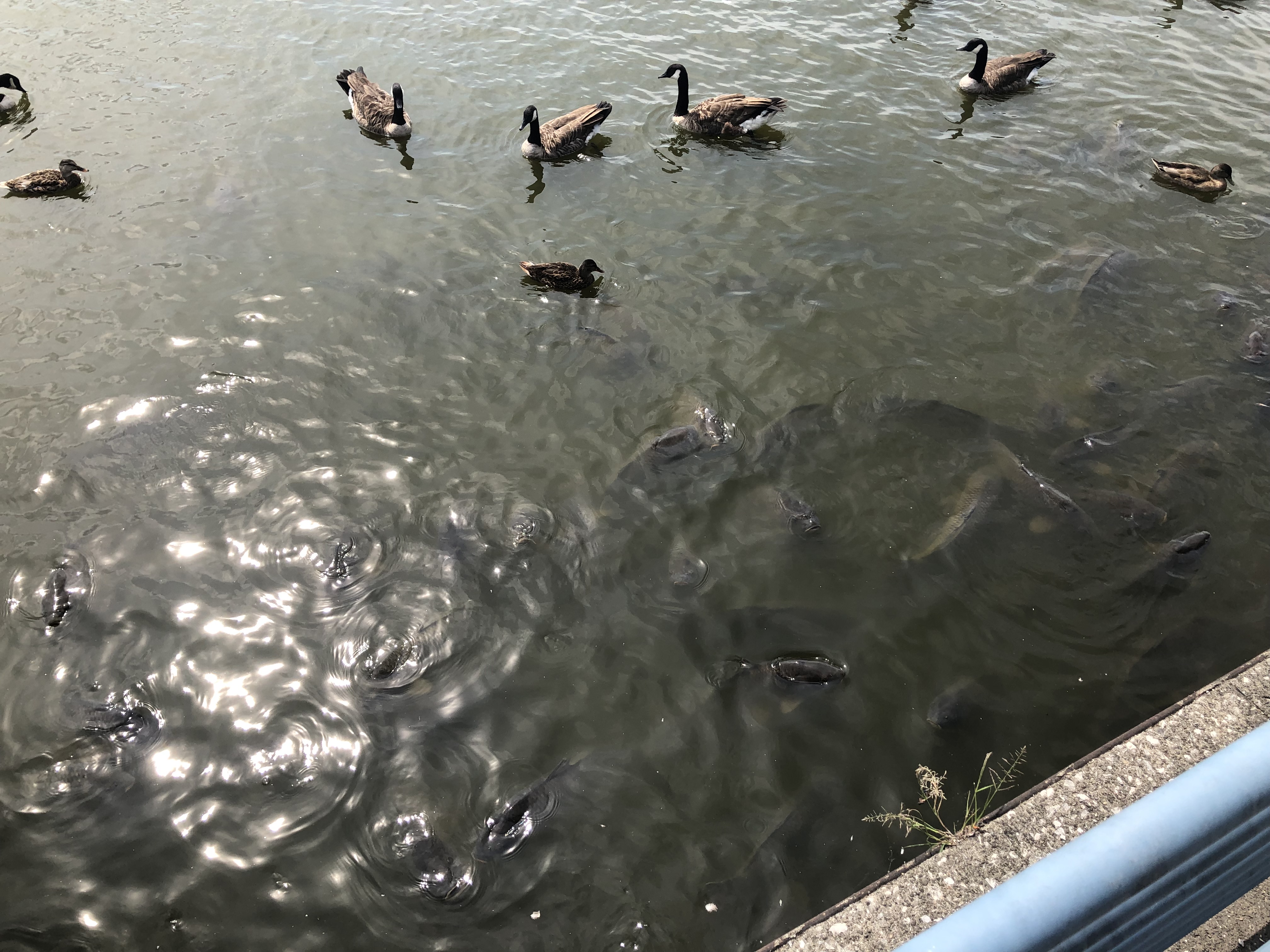Pymatuning Spillway - cleveland.com