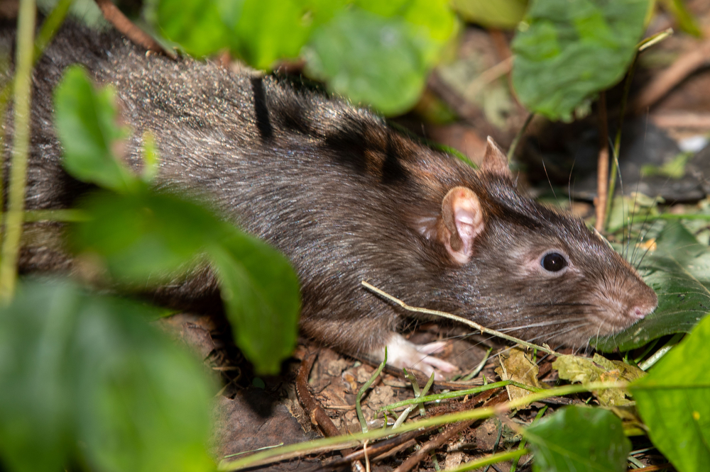 Abandoned domestic rats caught in Harrisburg - pennlive.com