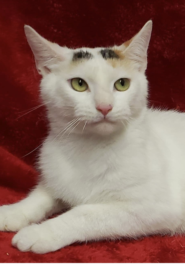 These 17 furry faces are sure to make you smile: June 20-21 - silive.com