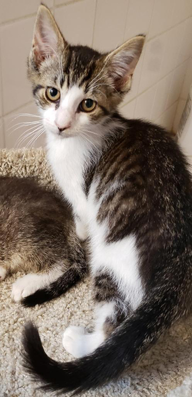 N.J. pets in need: Oct. 4, 2021 - nj.com