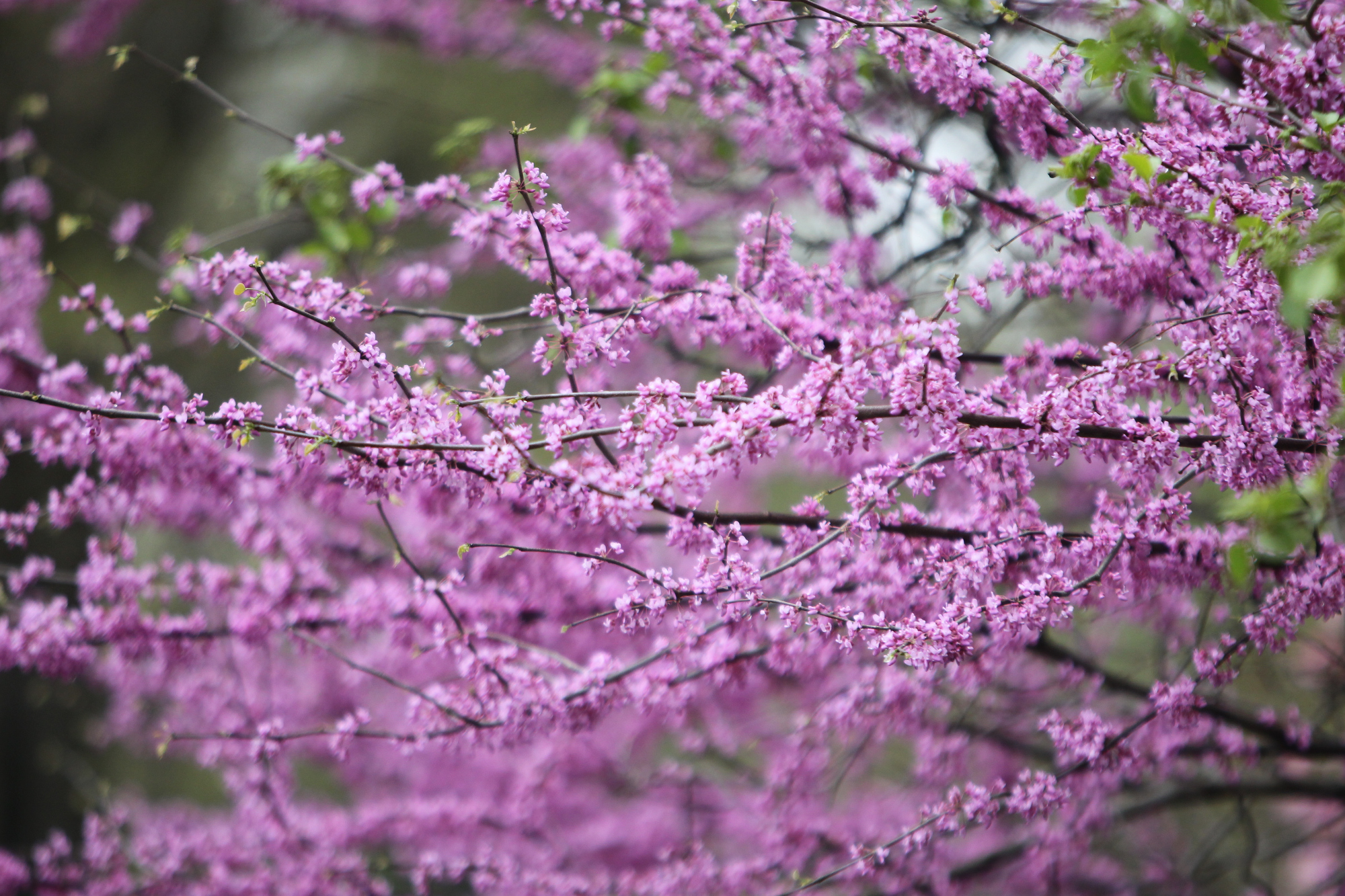 Lake View Cemetery in full bloom - cleveland.com