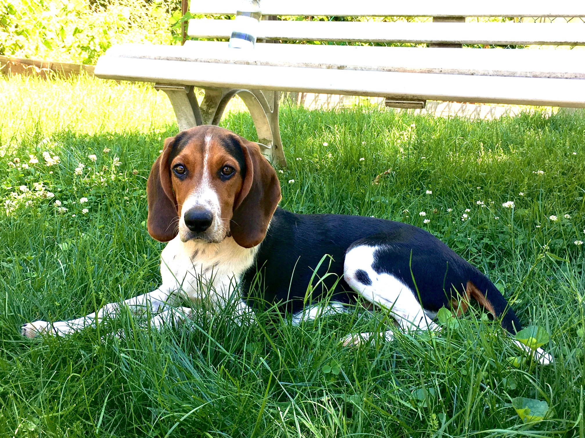 These 17 pets would love to share space with you: June 27-28 - silive.com