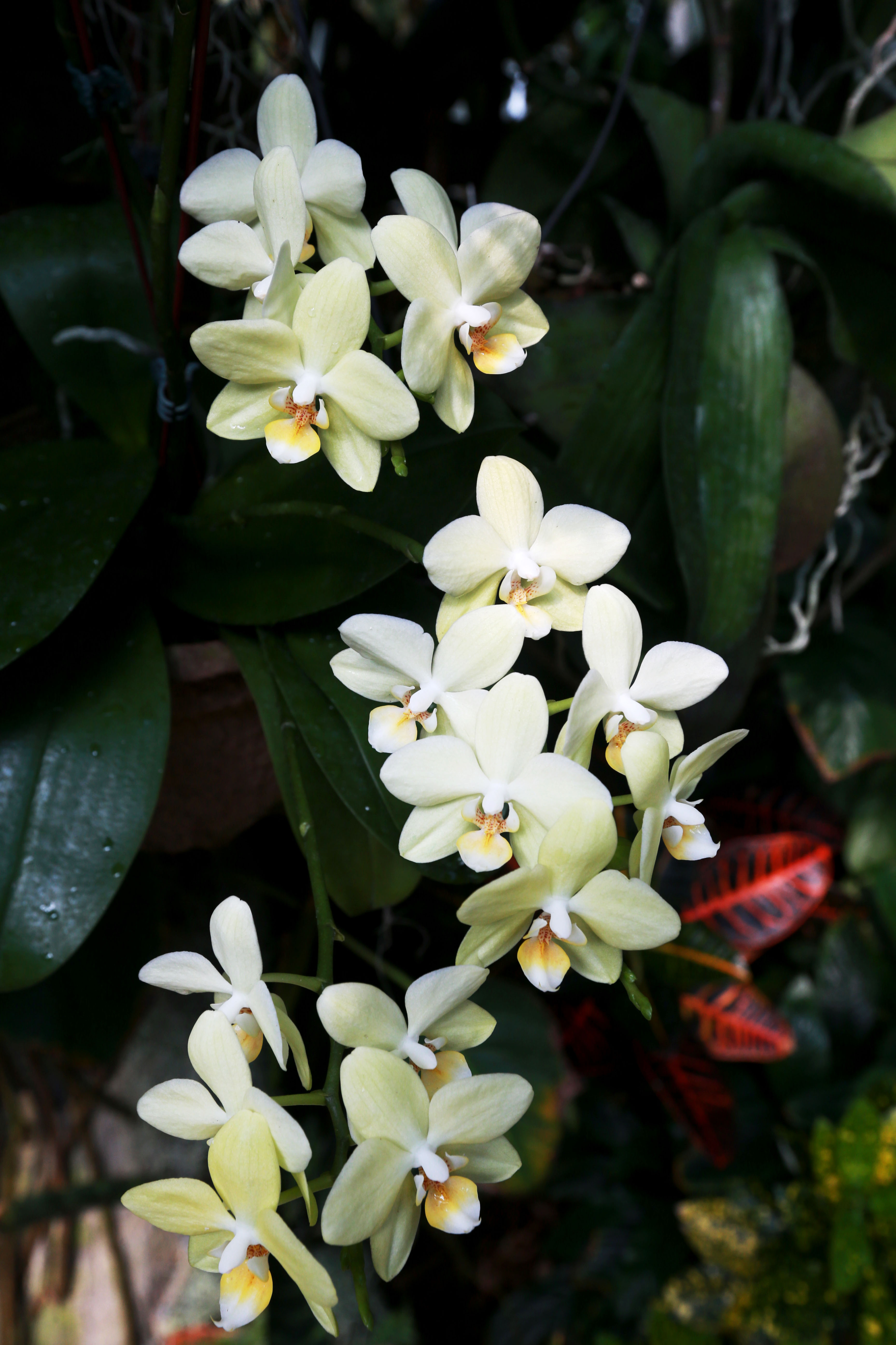 Orchids in full bloom - nj.com