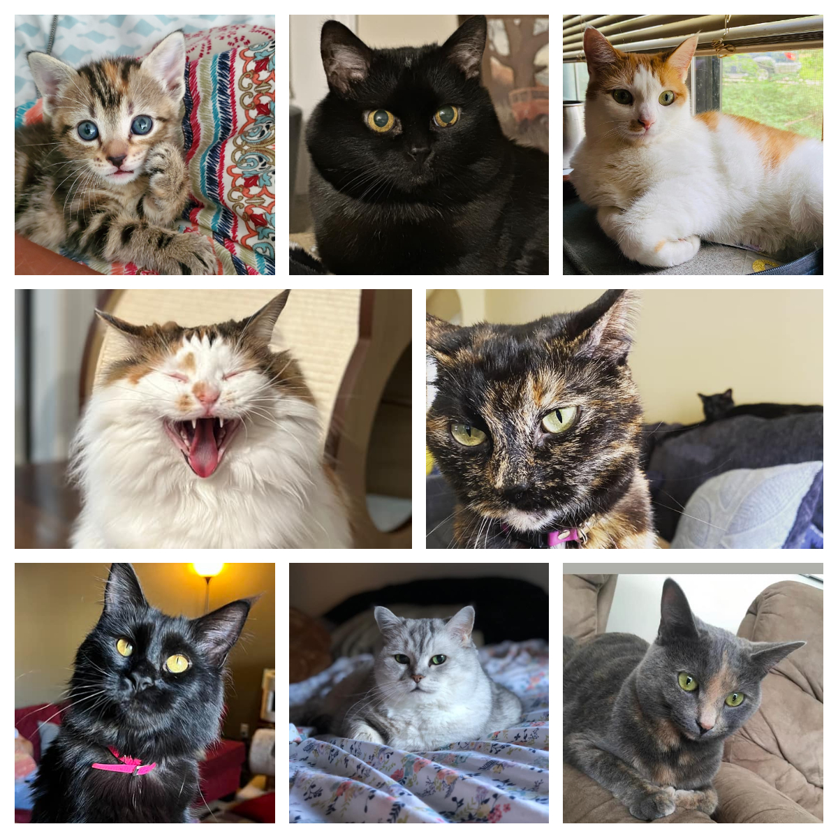 Rescue cats in Alabama - al.com