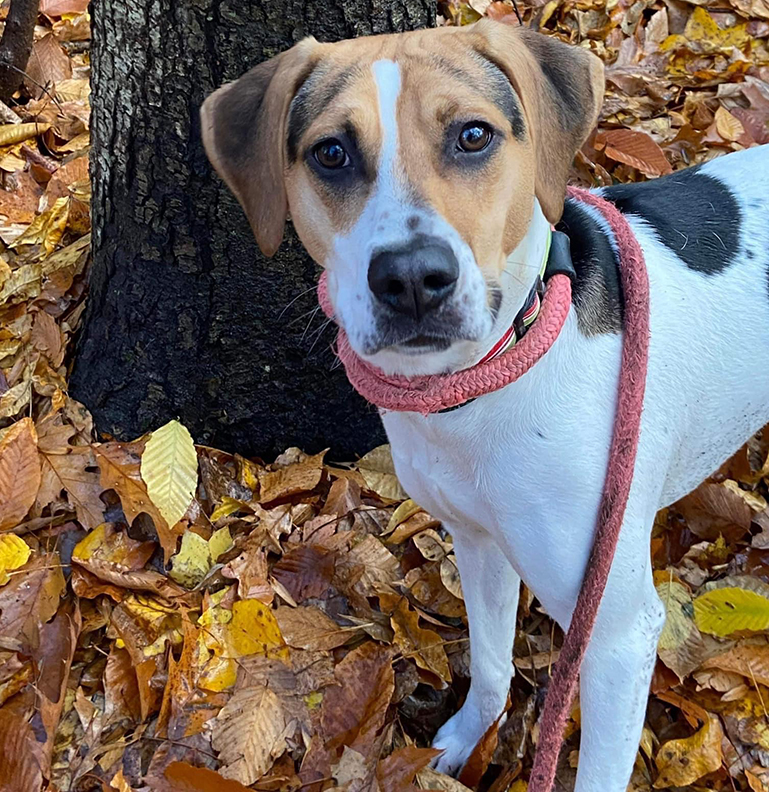 N.J. pets in need: Dec. 13, 2021 - nj.com