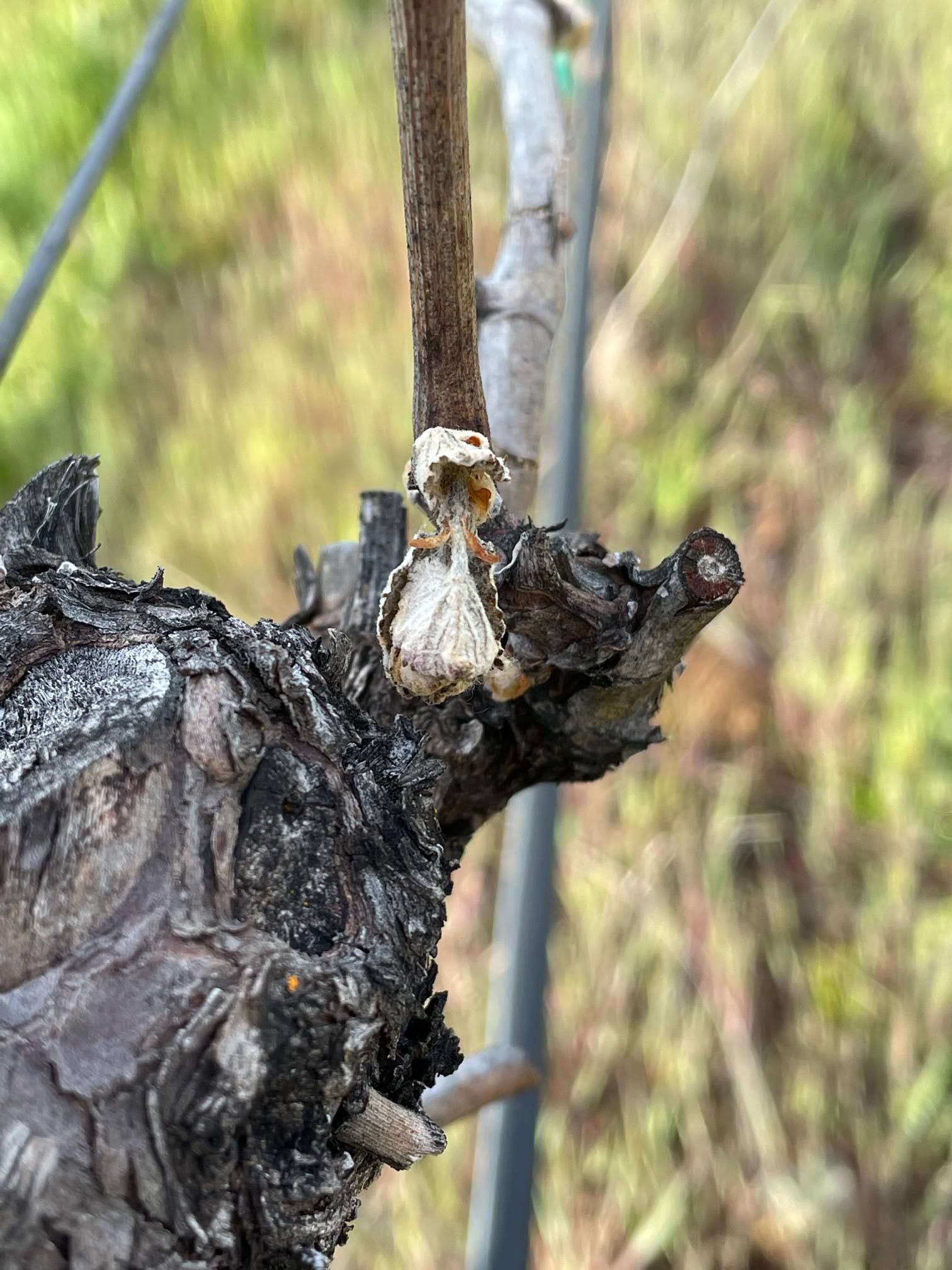 Frost damages Oregon's wine crop - oregonlive.com