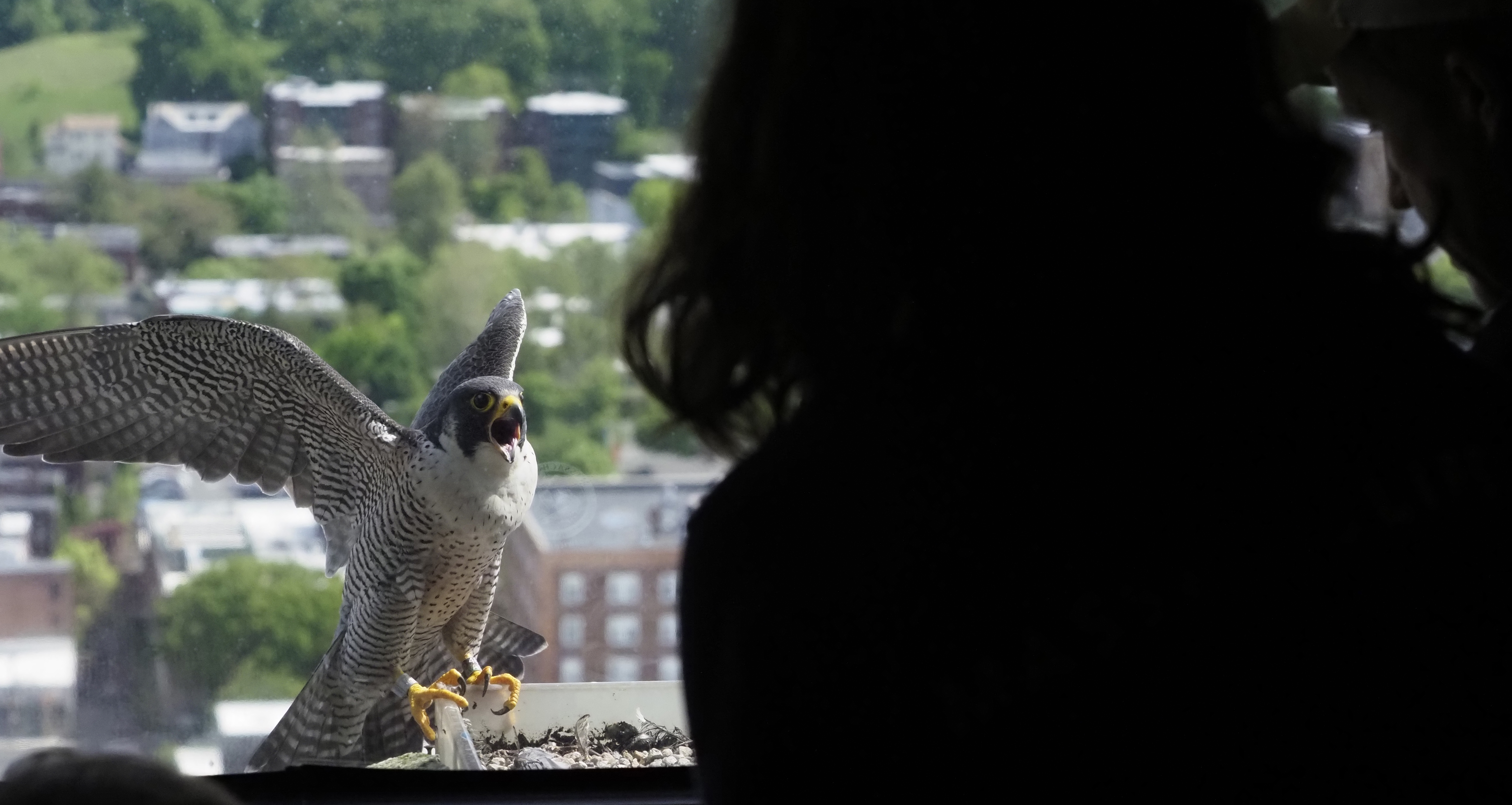Peregrine Falcon chicks banding at Monarch Place in Springfield ...