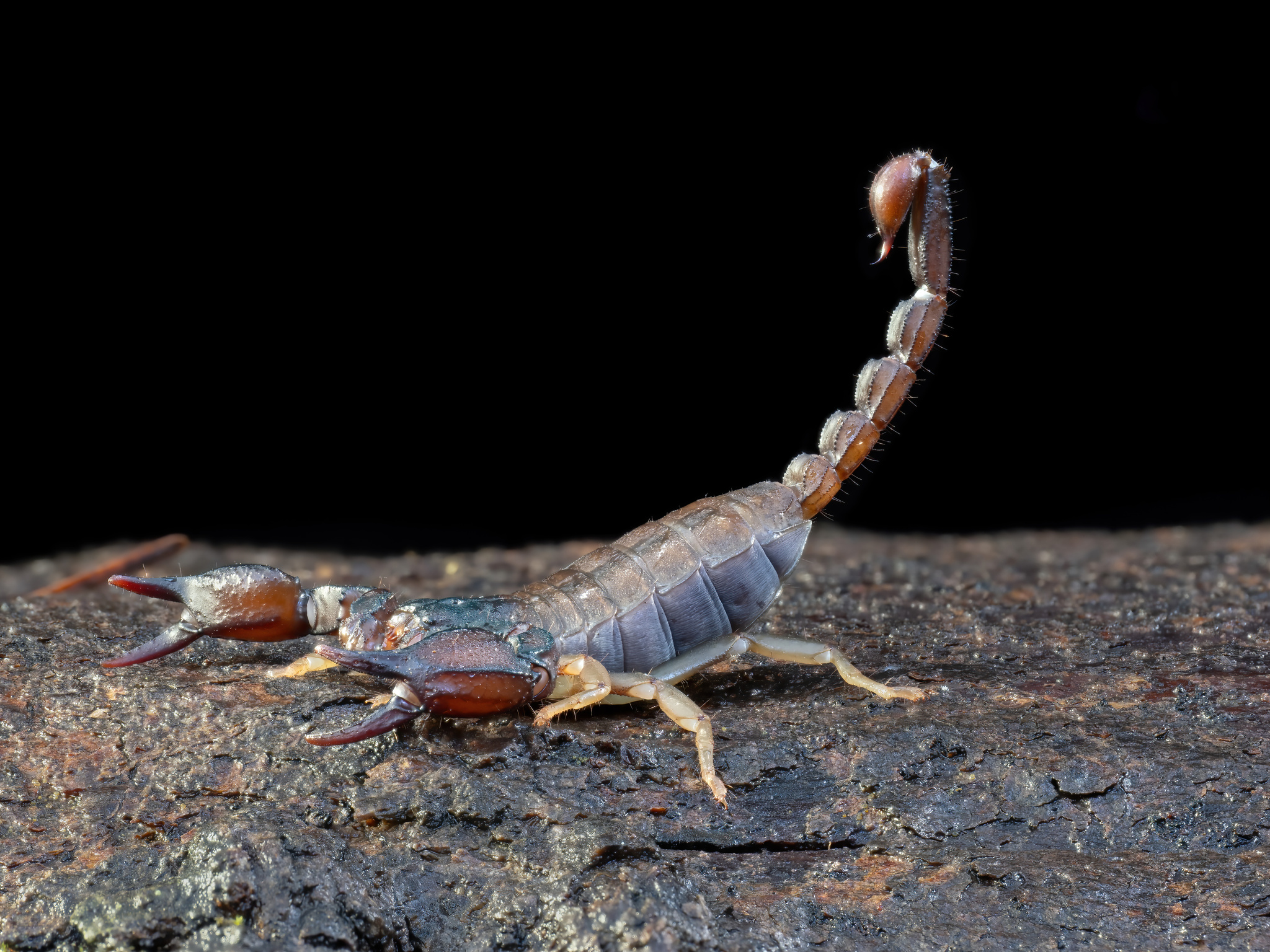Western forest scorpions in Oregon - oregonlive.com