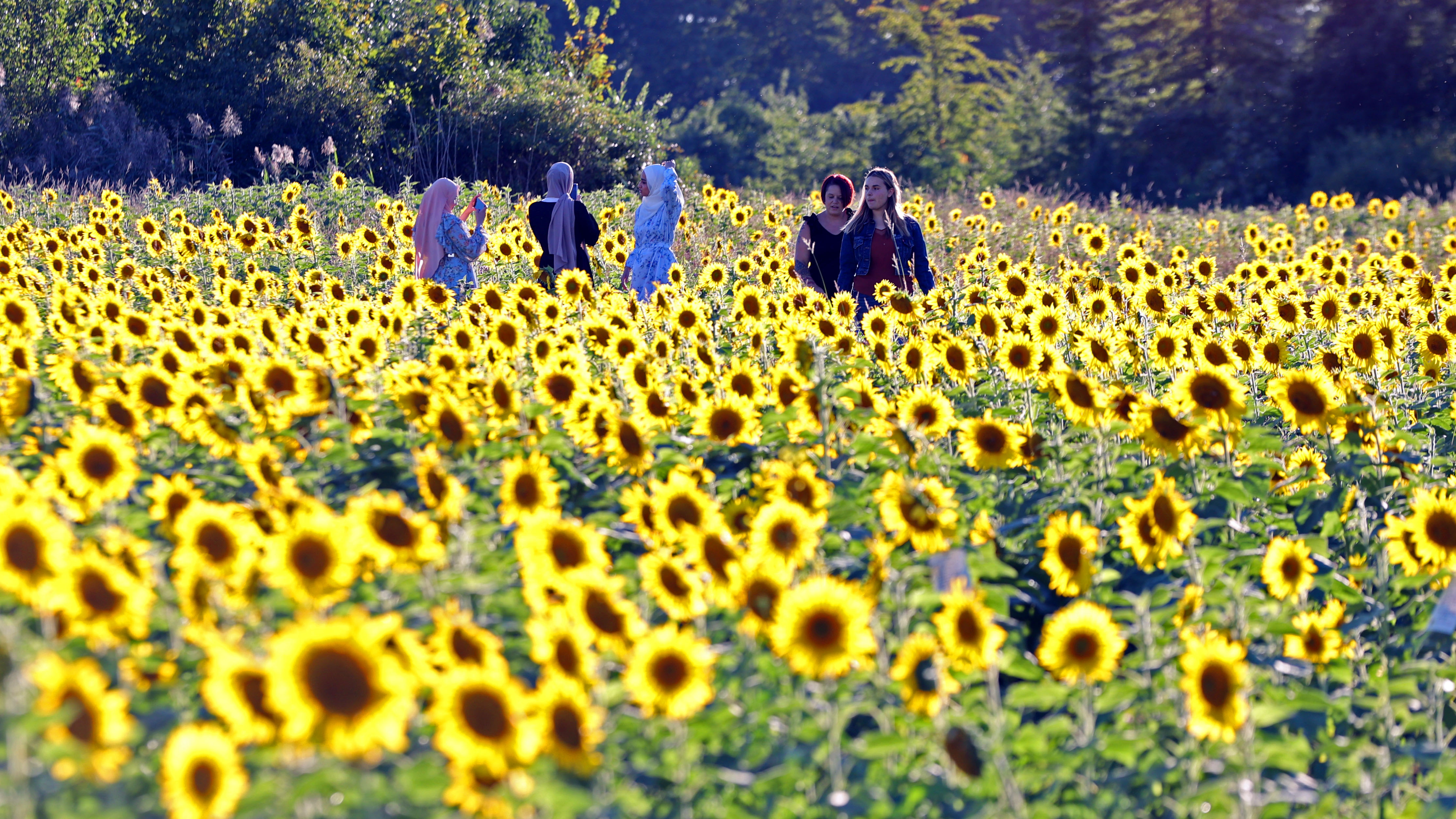 Maria’s Field of Hope in Avon is in full bloom, September 29, 2021 ...