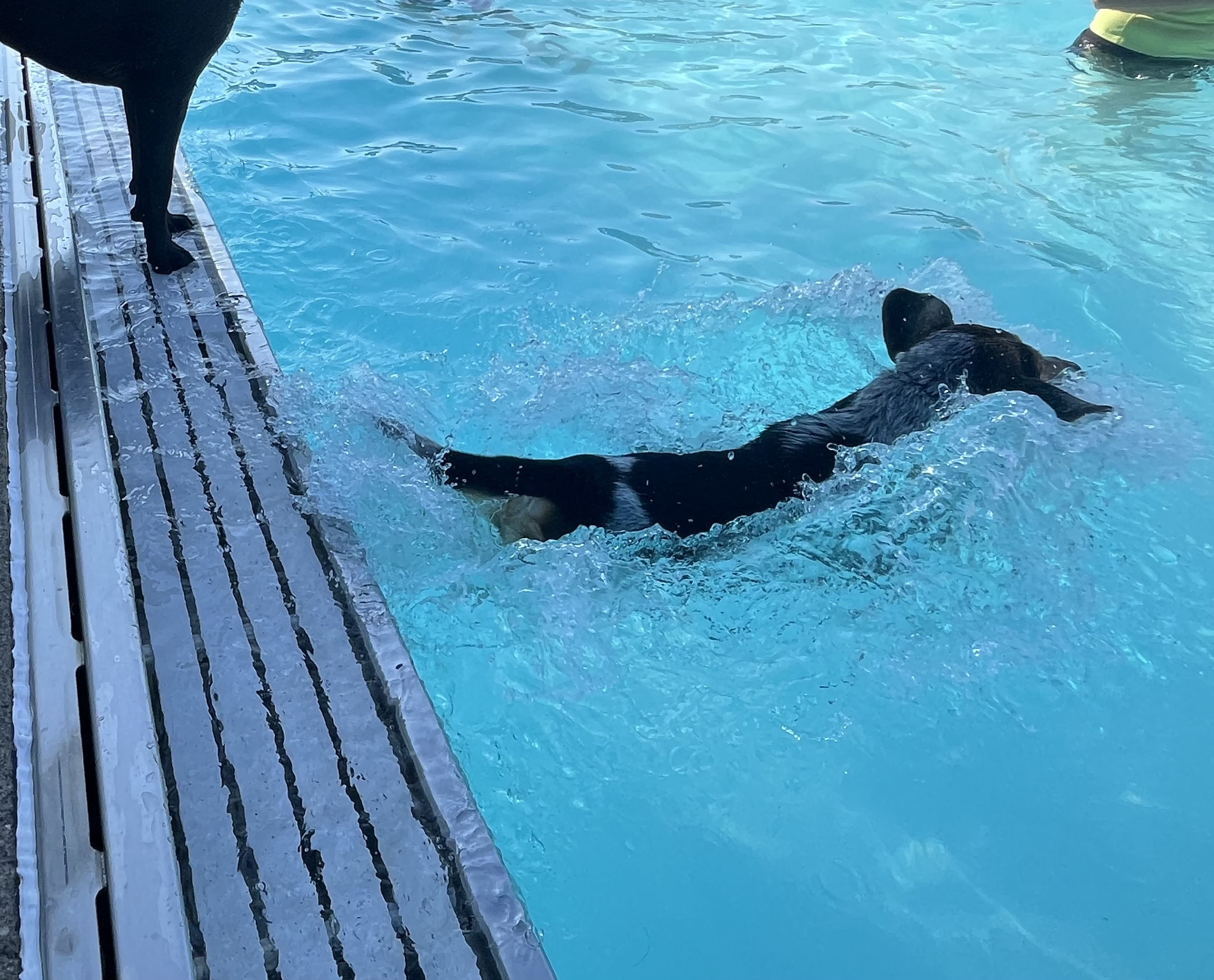 Dog swim at Lakewood's Madison Park - cleveland.com