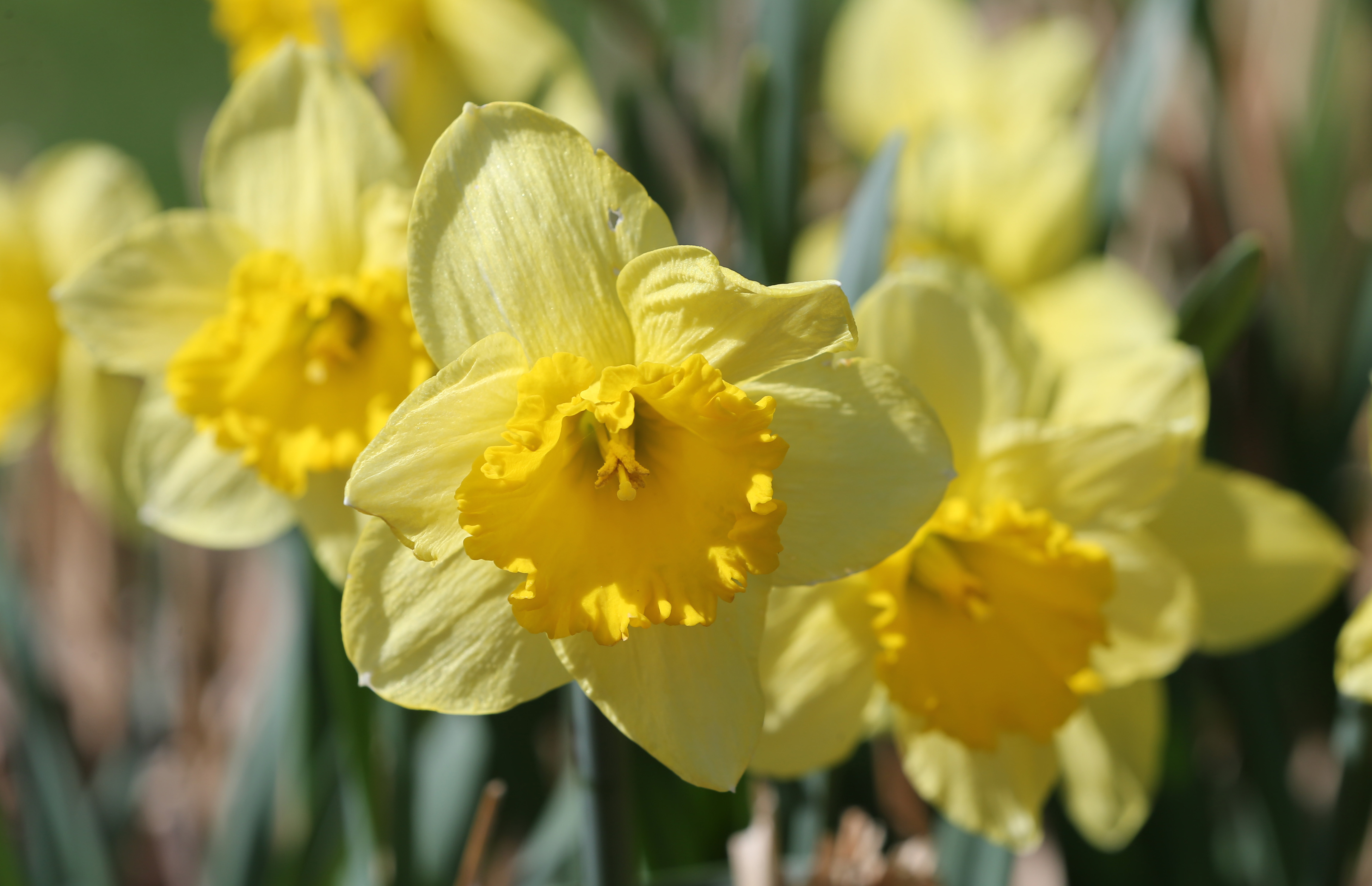 Spring is in the Northeast Ohio air 2022 - cleveland.com