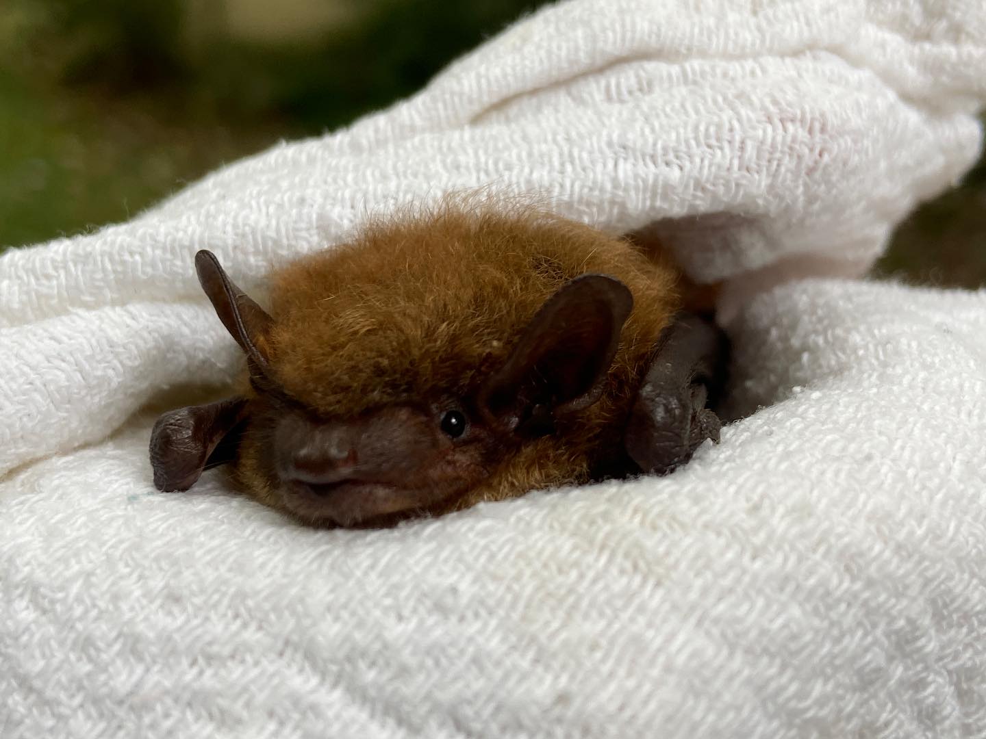 Bats at the Pennslyvania Bat Rescue - pennlive.com