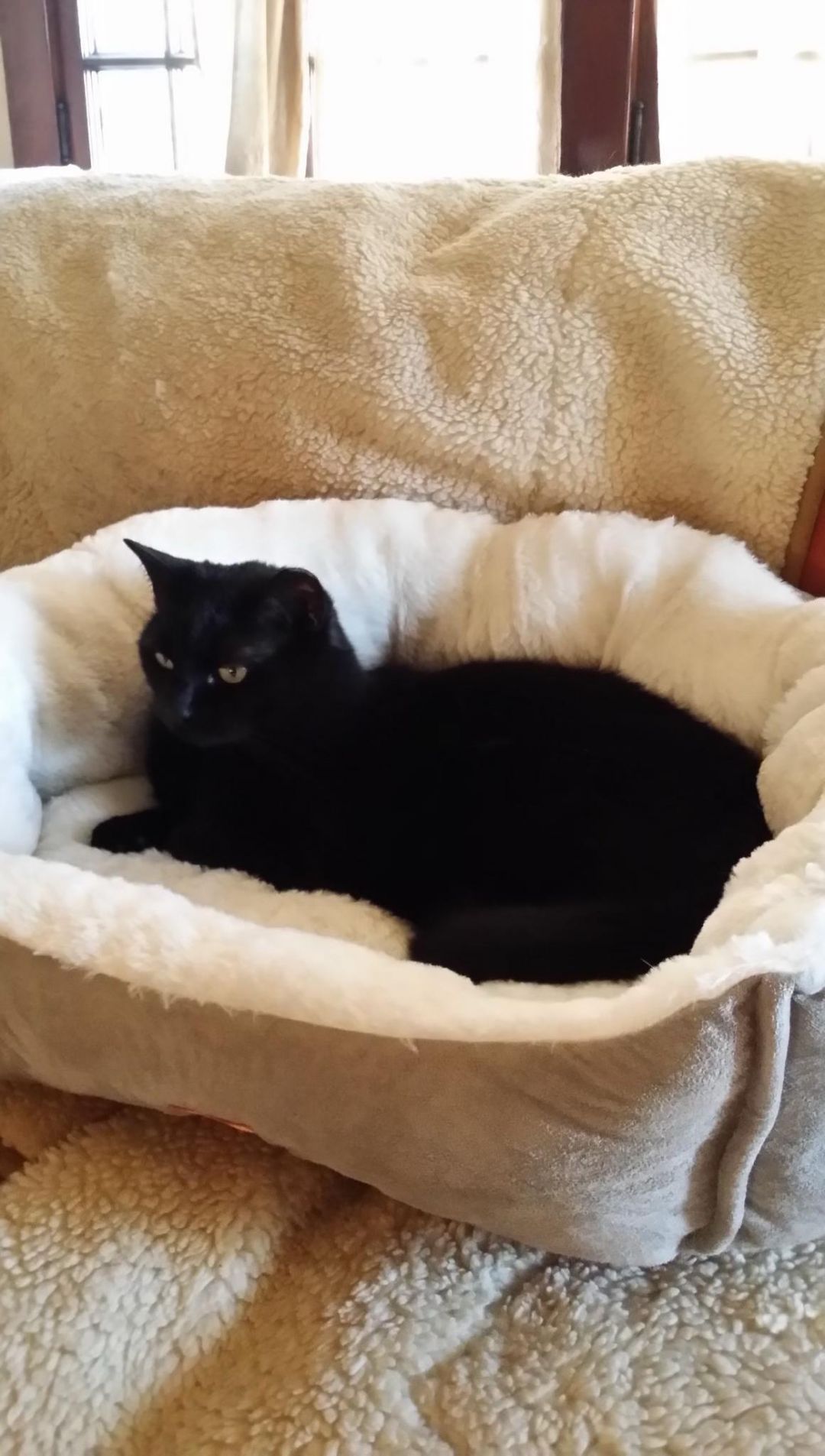 October is upon us...spend the chillier nights with an adoptable pet ...