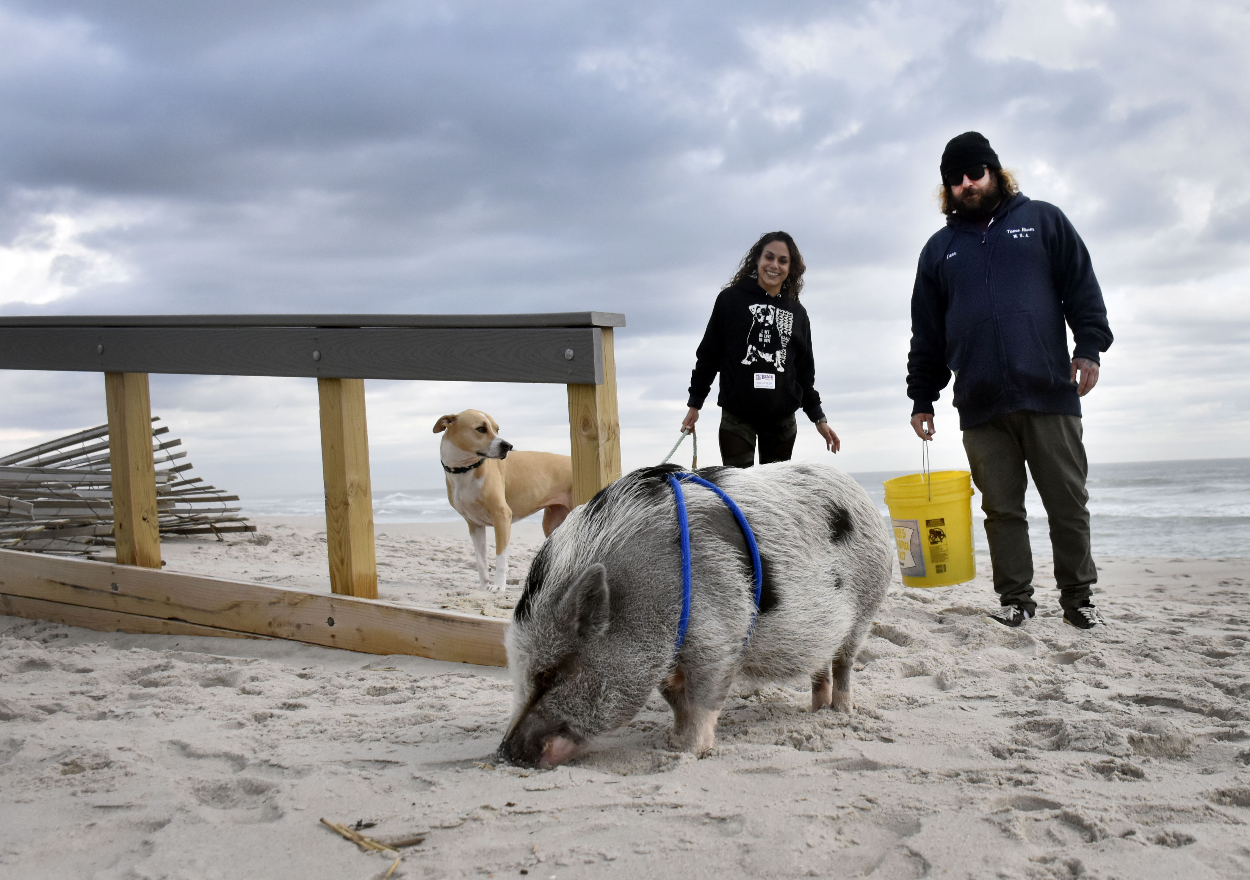 Mini Pig Hamlette Helps with Clean Ocean Action Beach Sweeps Cleanup ...