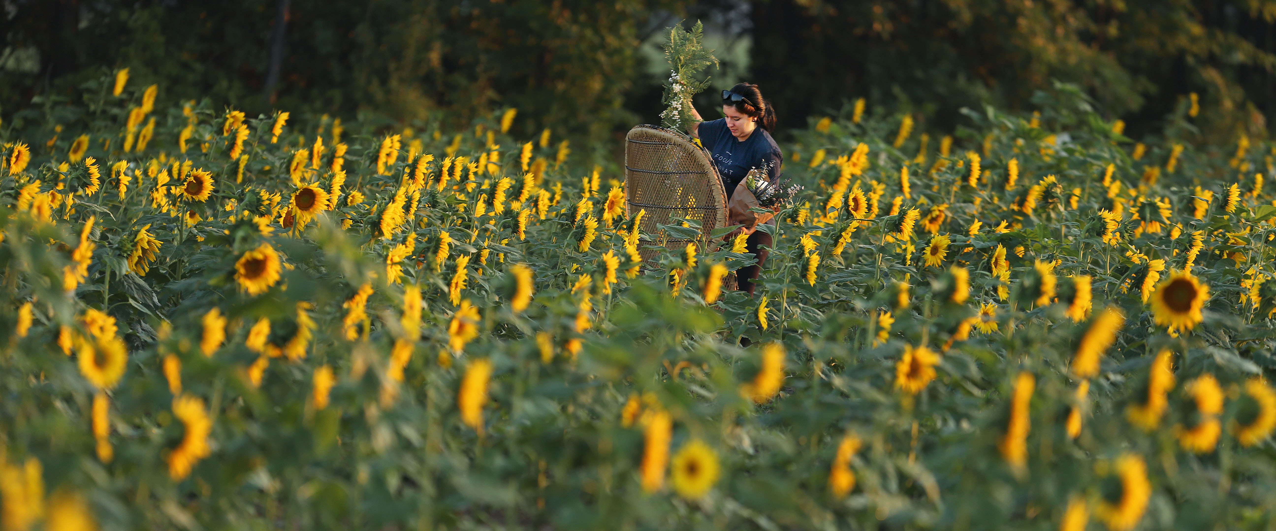 Sunflowers in bloom at Maria's Field of Hope in Avon, September 1, 2020 ...