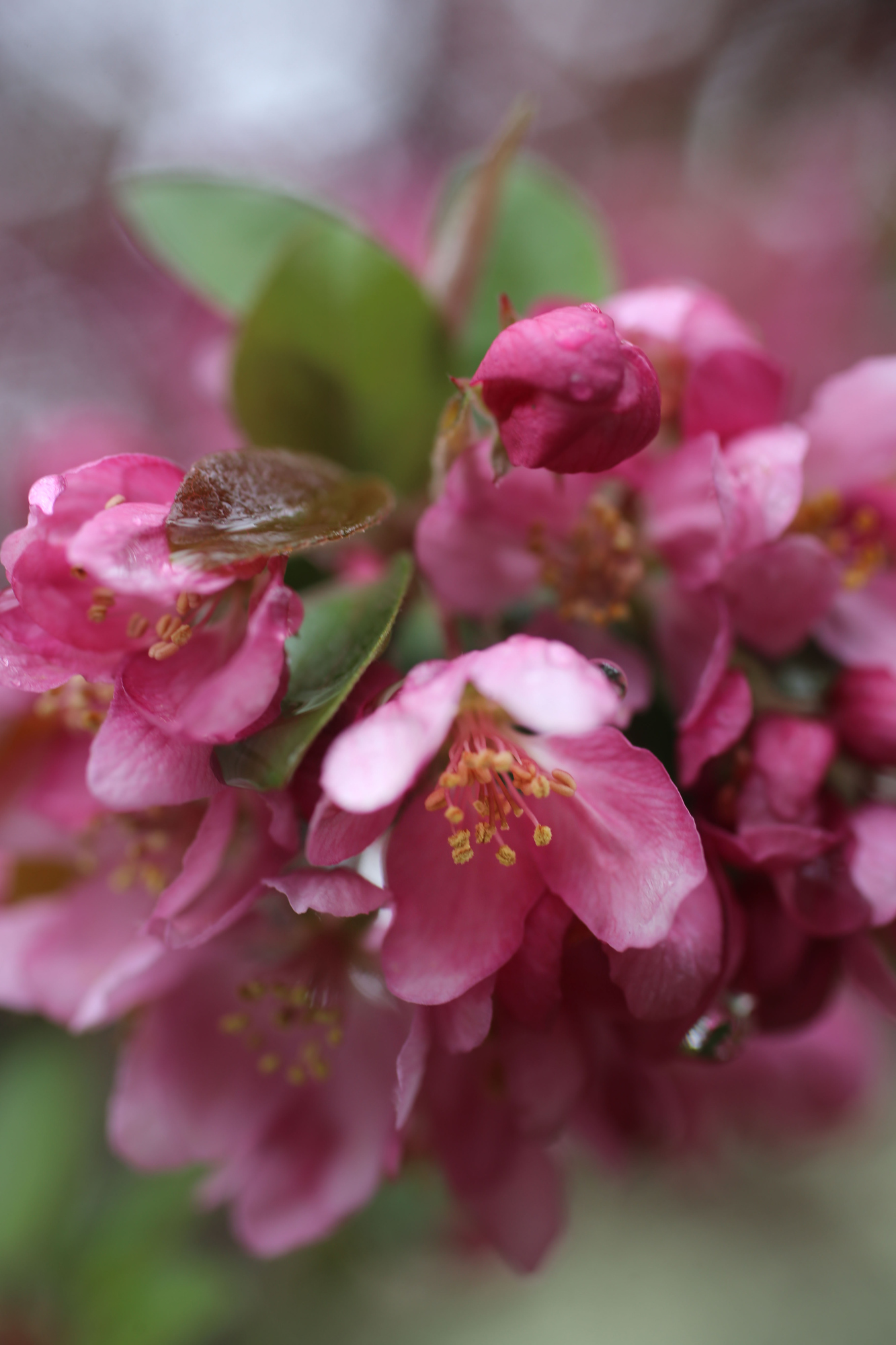 Lake View Cemetery in full bloom - cleveland.com