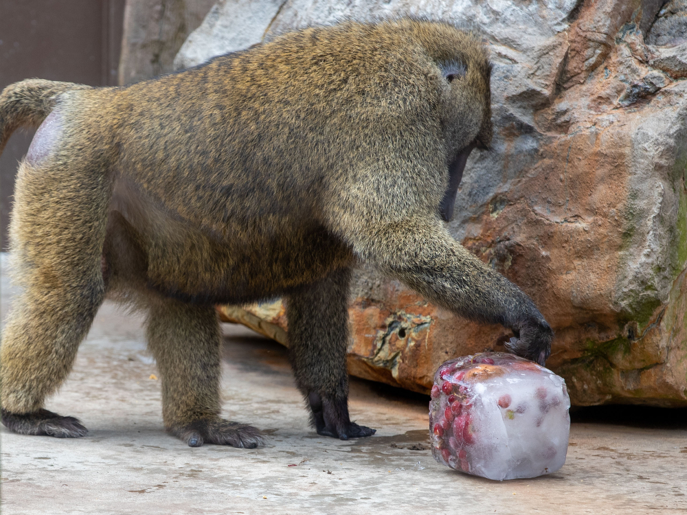 Lake Tobias keeps their animals cool in heat wave - pennlive.com