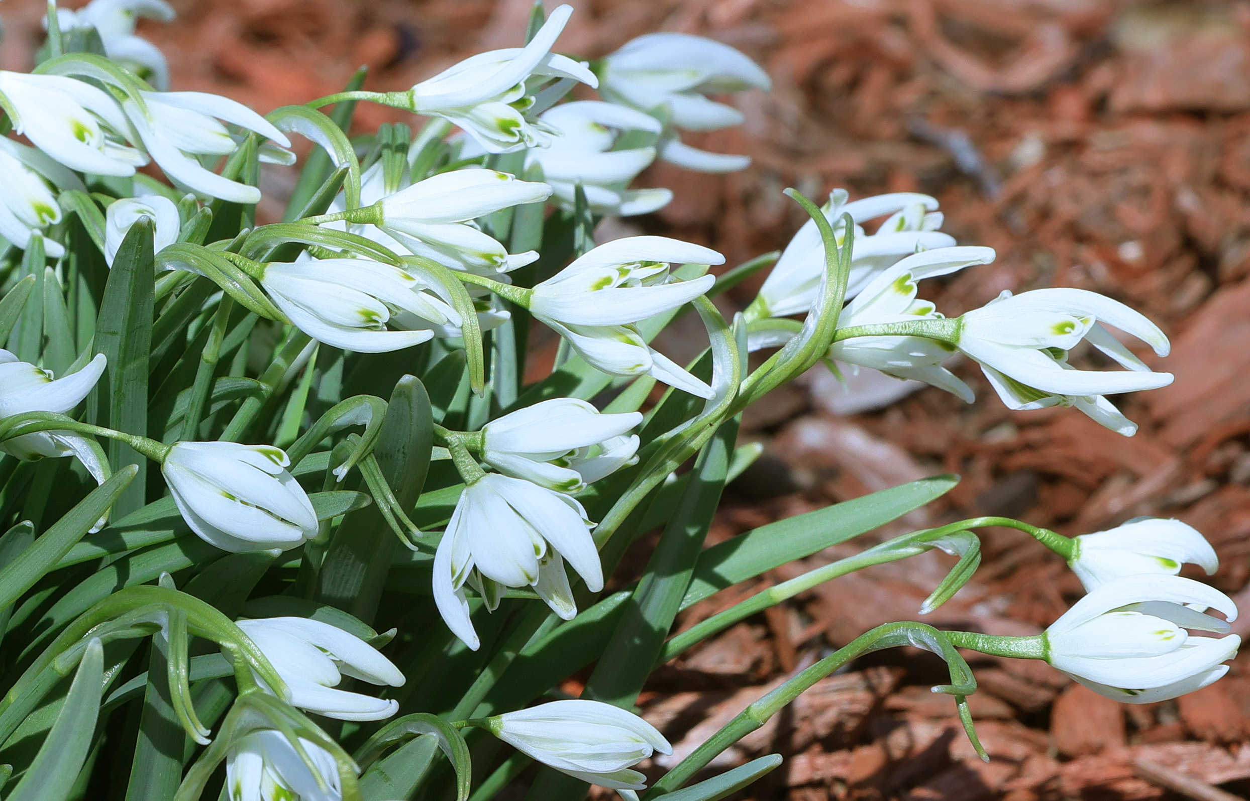 Spring blooms in Northeast Ohio - cleveland.com