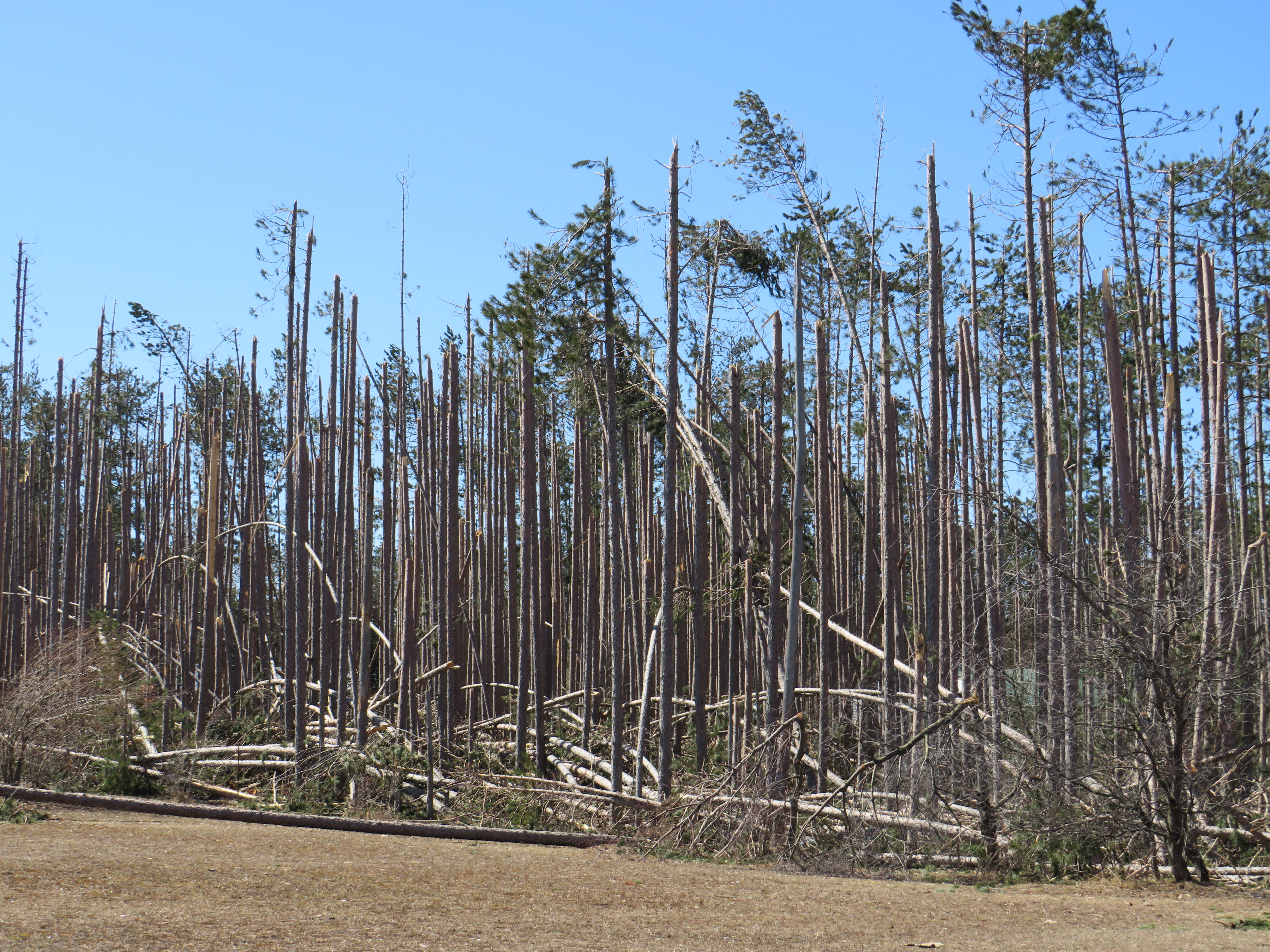 Freshly damaged red pine from ice storm - mlive.com