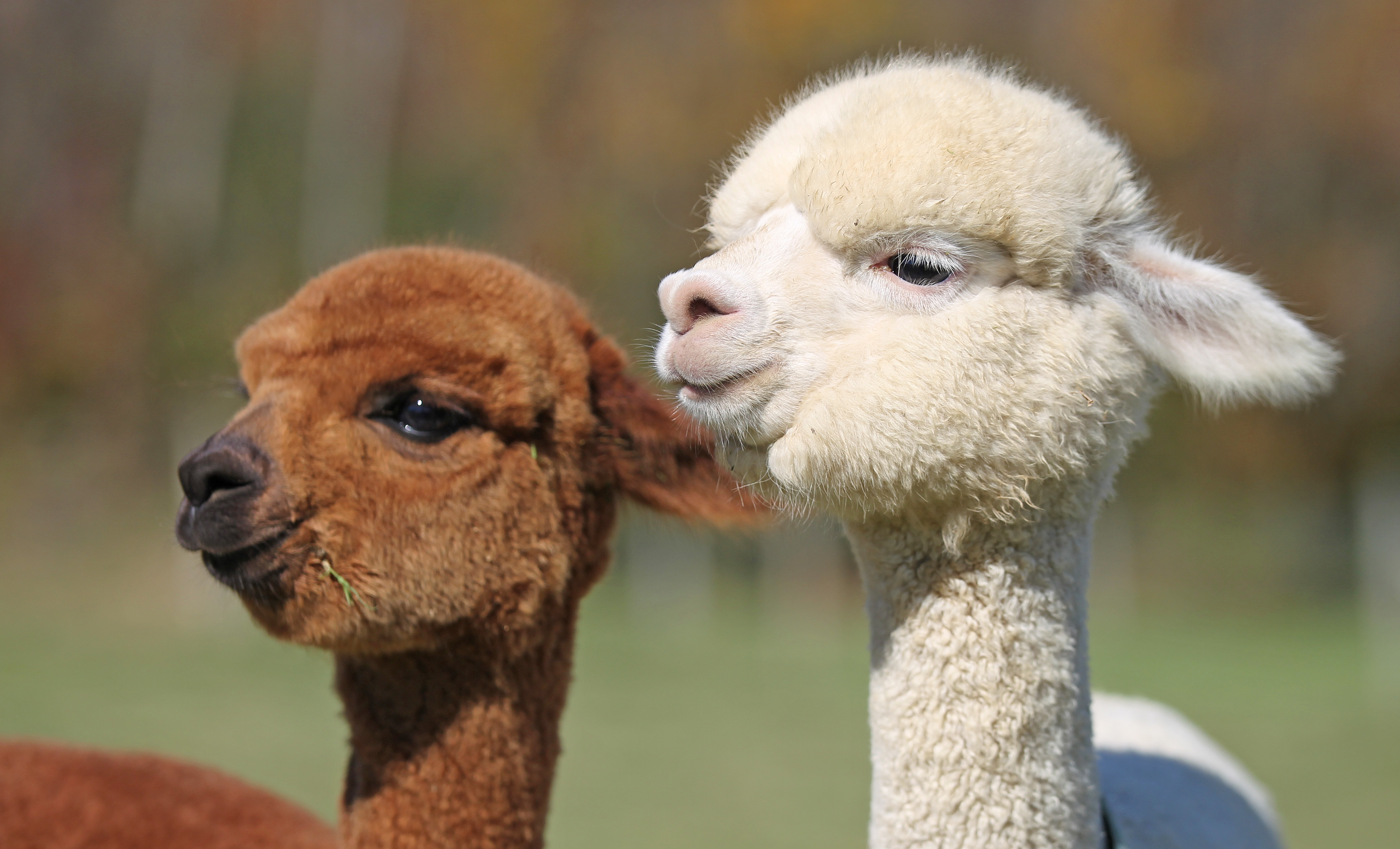 Majestic Meadows Alpacas and Boutique, October 13, 2020 - cleveland.com