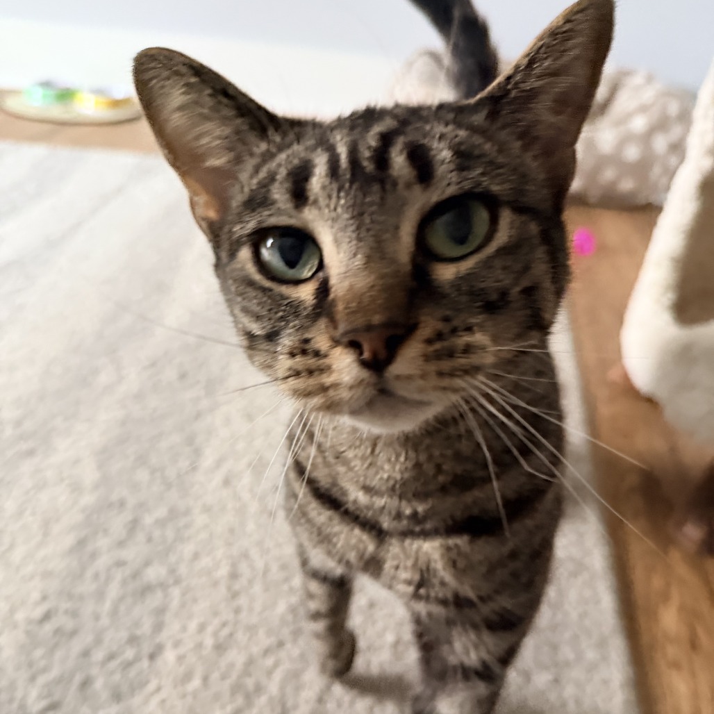 Merry everything to everyone. Adoptable pets that will bring you joy ...
