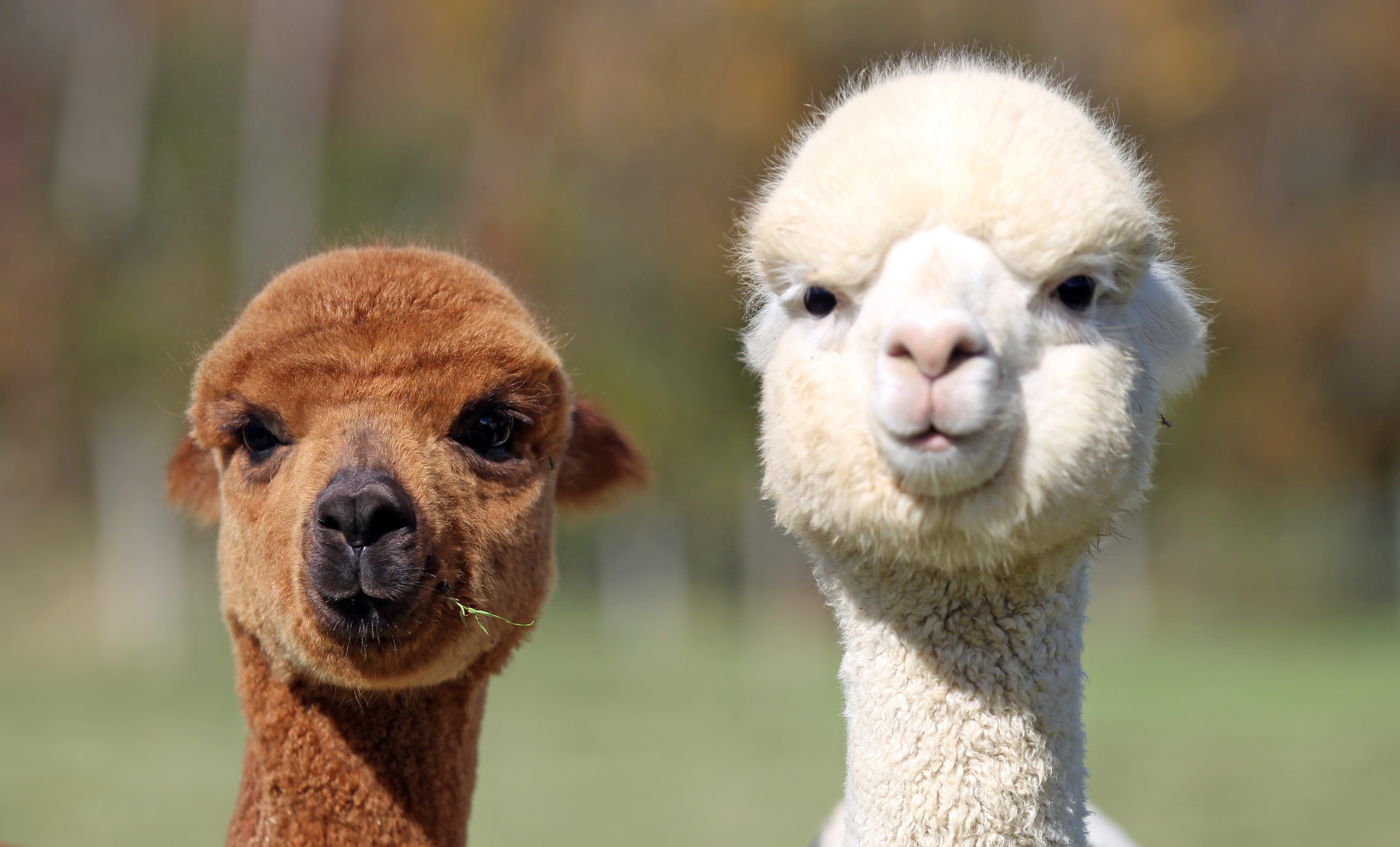 Majestic Meadows Alpacas and Boutique, October 13, 2020 - cleveland.com