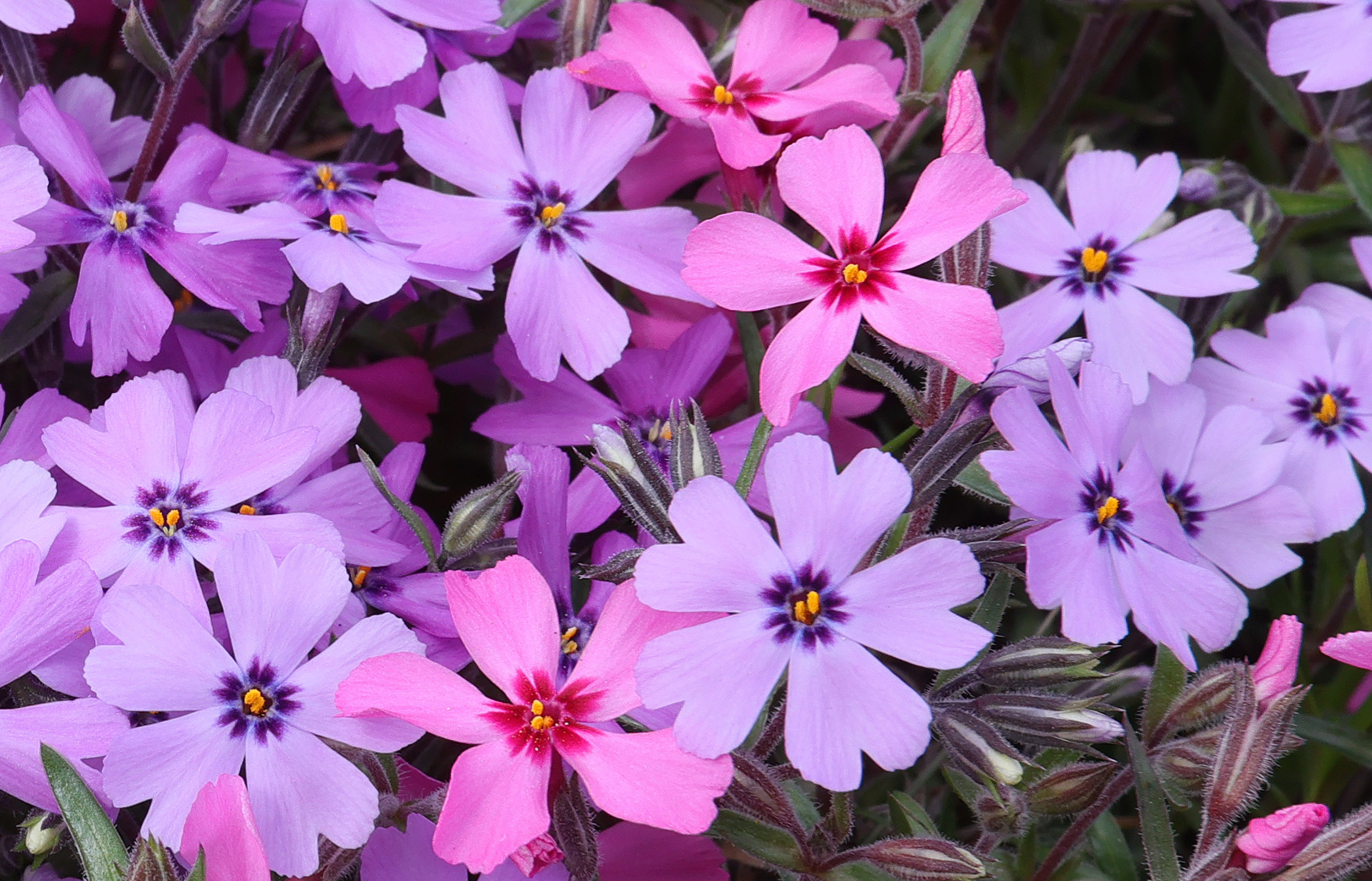 Spring is in the Northeast Ohio air 2022 - cleveland.com