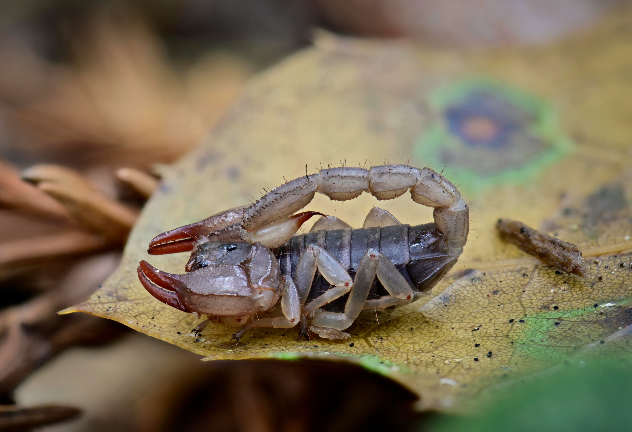 Western forest scorpions in Oregon - oregonlive.com