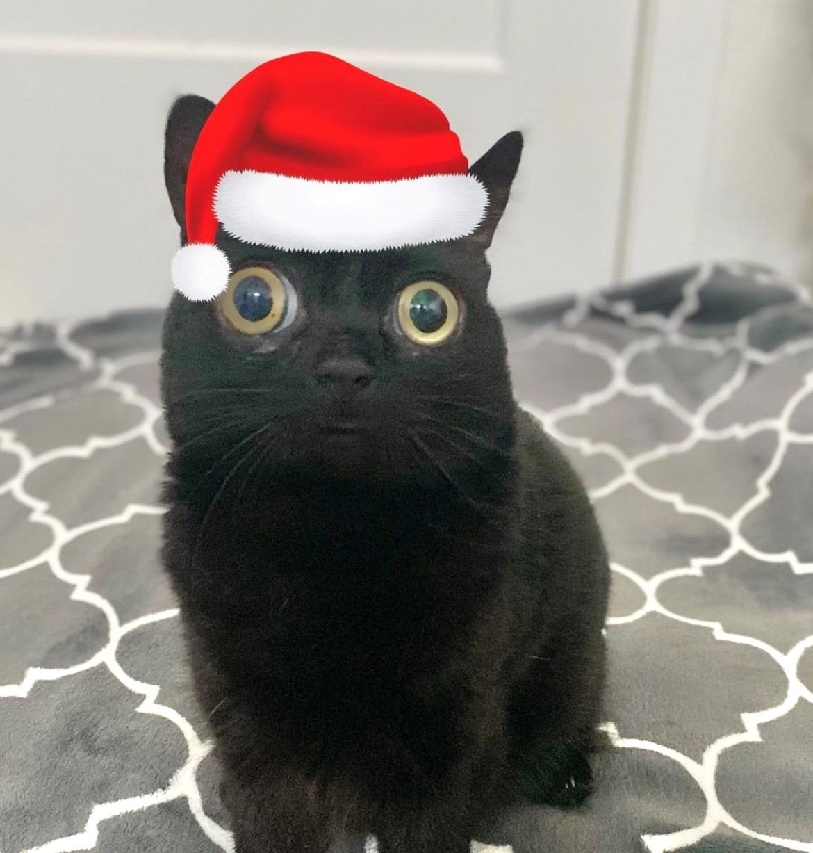 Jinx the cat to become mayor of Hell, Michigan. - mlive.com