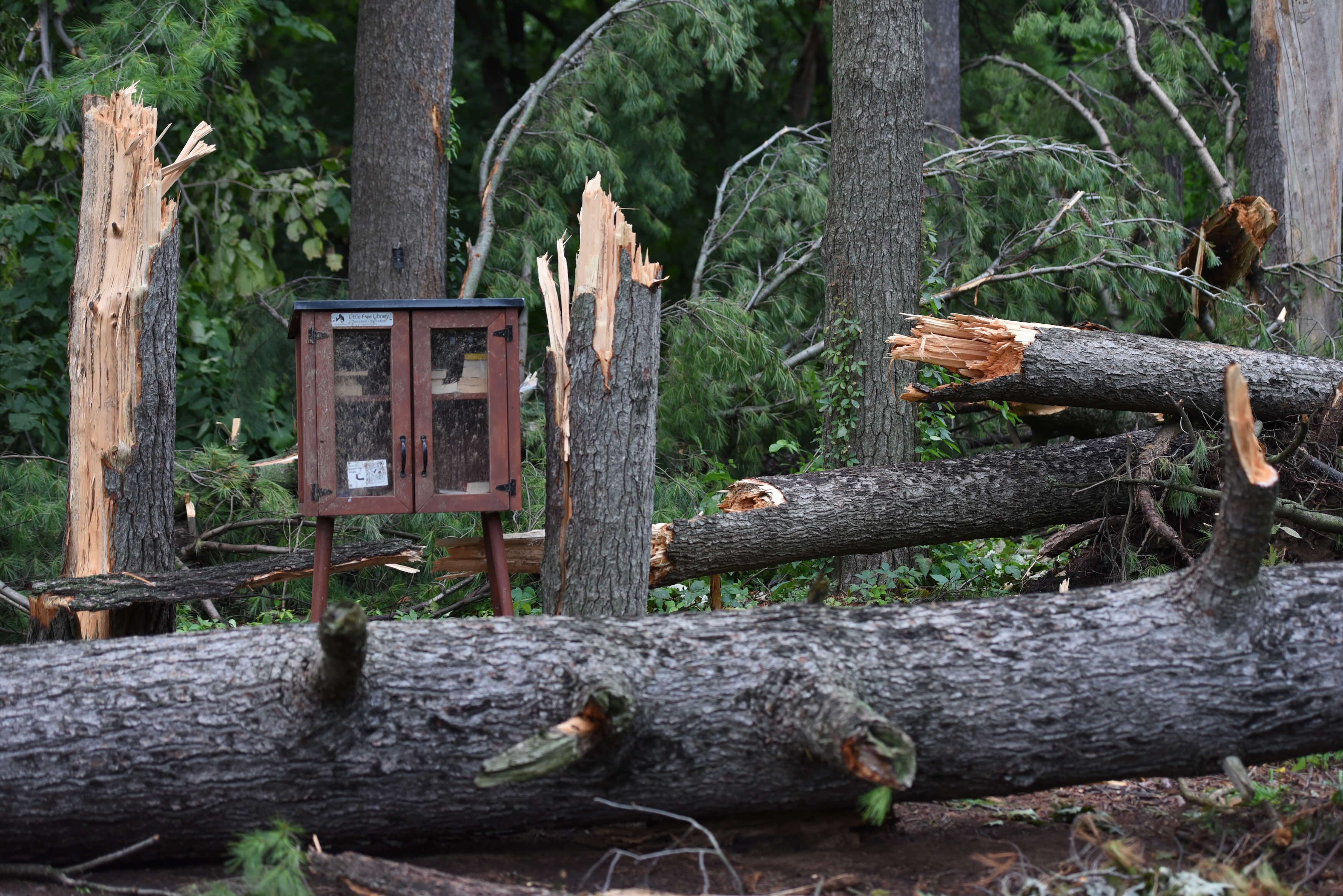 Storm topples trees in Nichols Arboretum in Ann Arbor - mlive.com