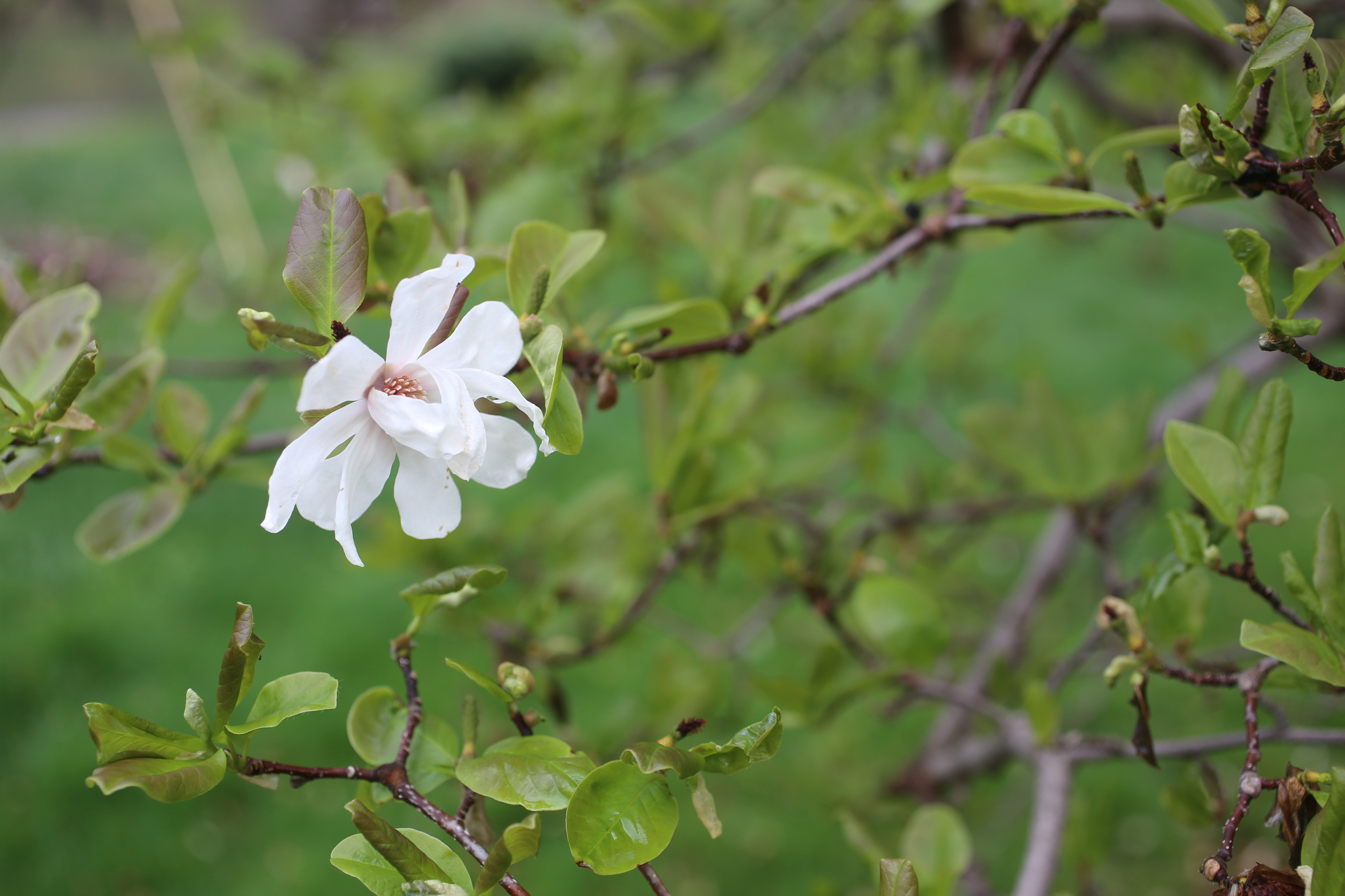 Lake View Cemetery in full bloom - cleveland.com