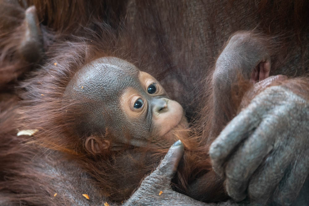The Oregon Zoo - oregonlive.com