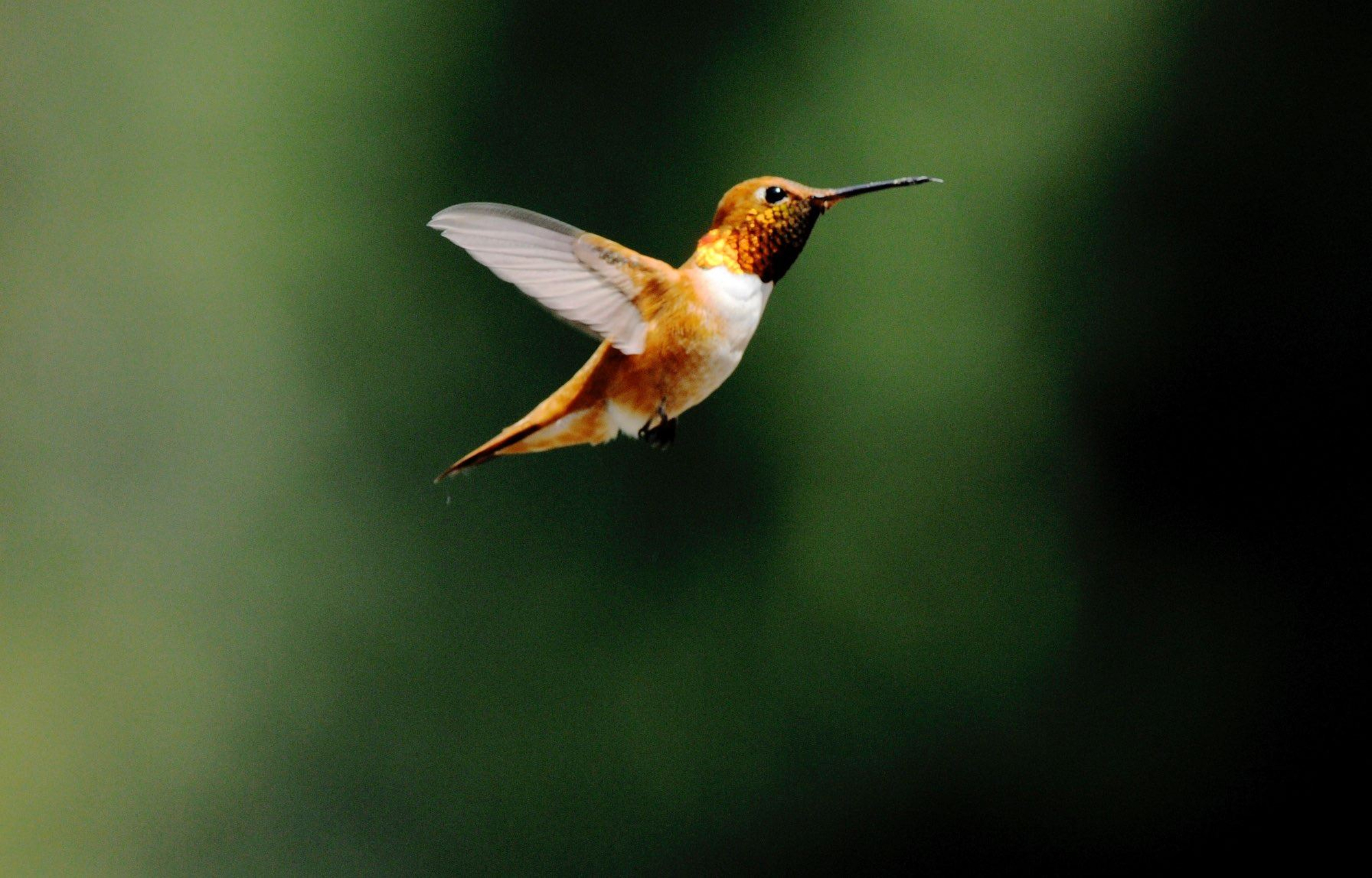 The seven species of Oregon hummingbirds - oregonlive.com