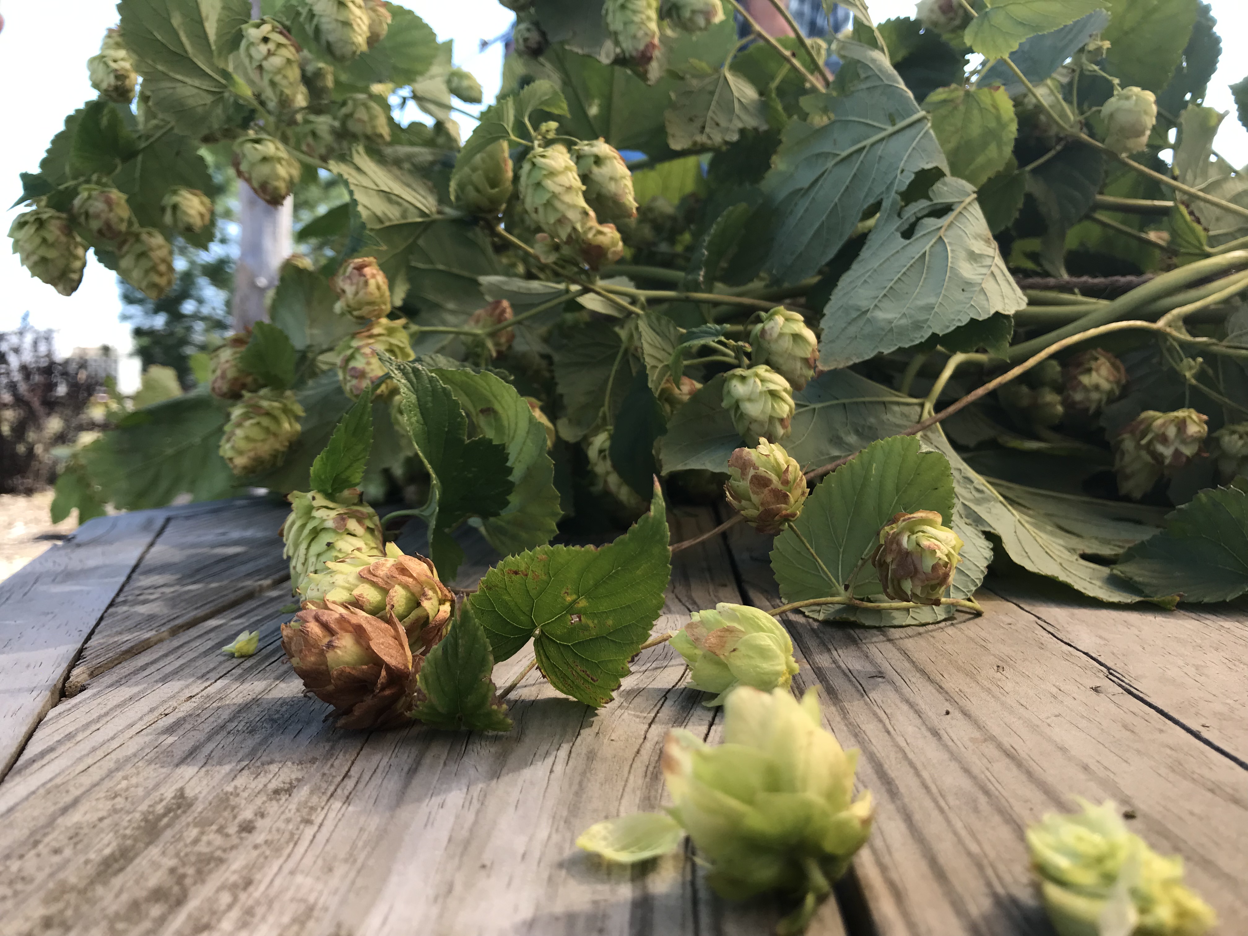 Hop harvest at Bell's Brewery - mlive.com