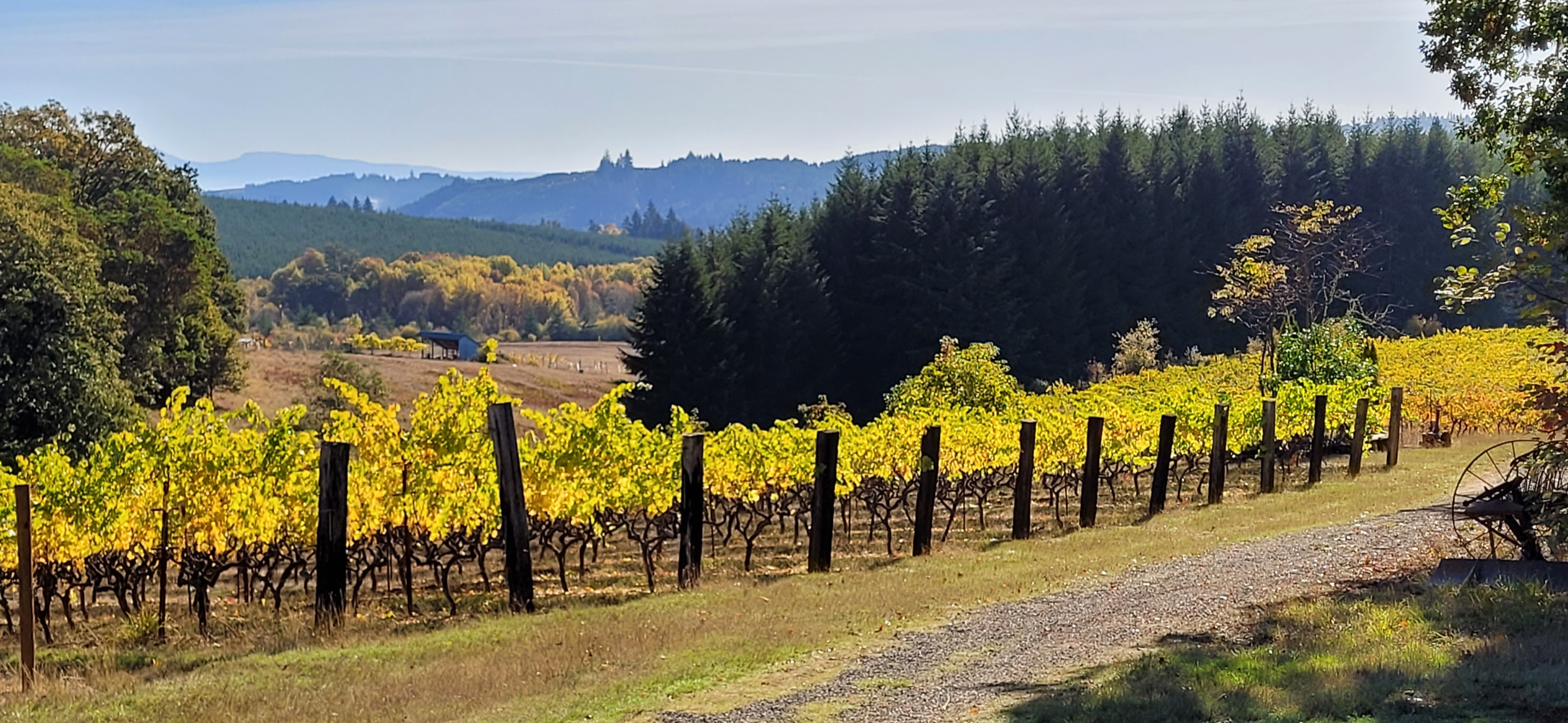 Borgo Pass Vineyard - oregonlive.com