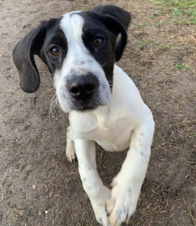 N.J. pets in need: April 24, 2023 - nj.com