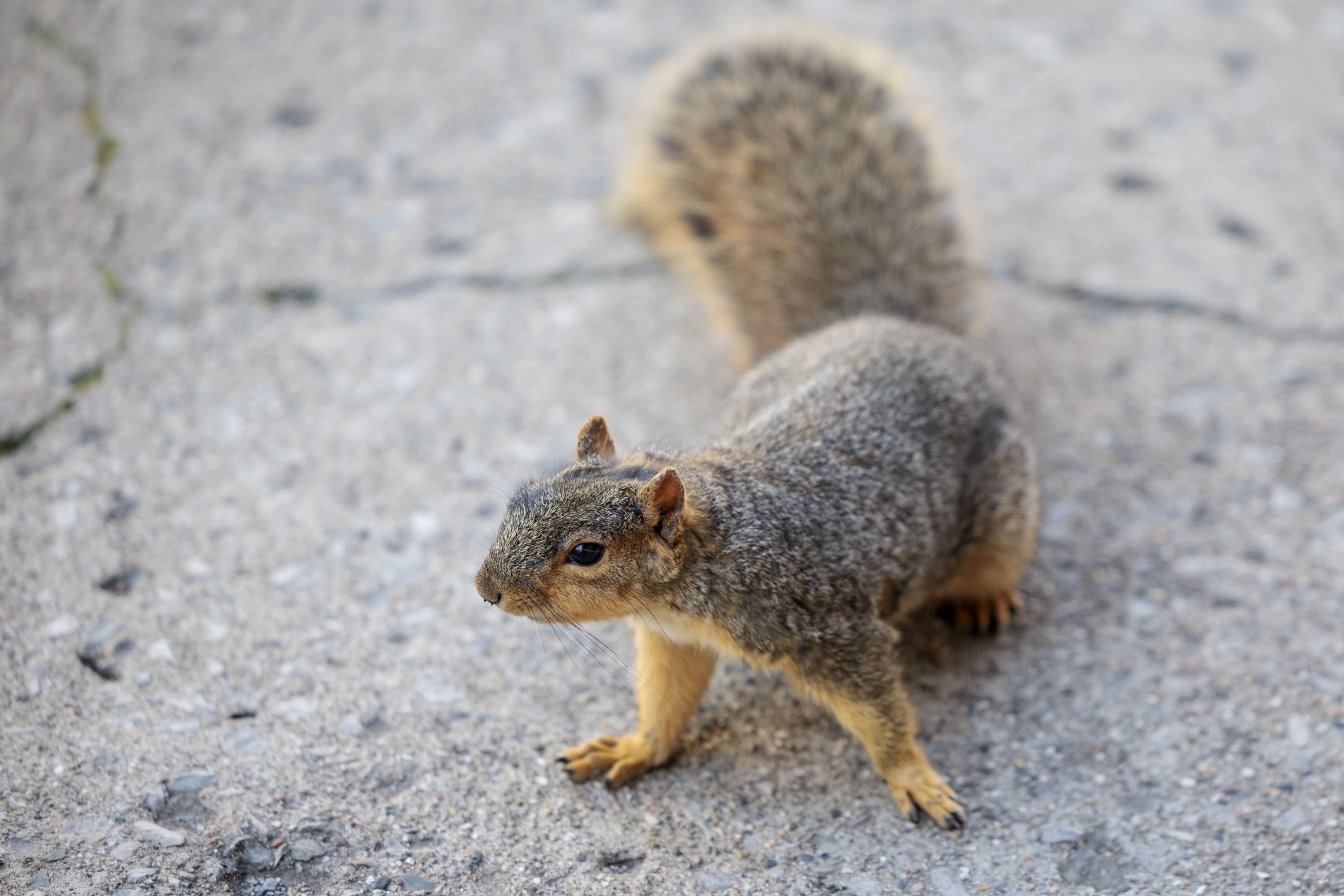 Corey Seeman helps squirrels across University of Michigan central ...