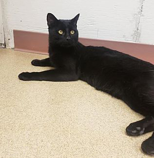 N.J. pets in need: Oct. 11, 2021 - nj.com