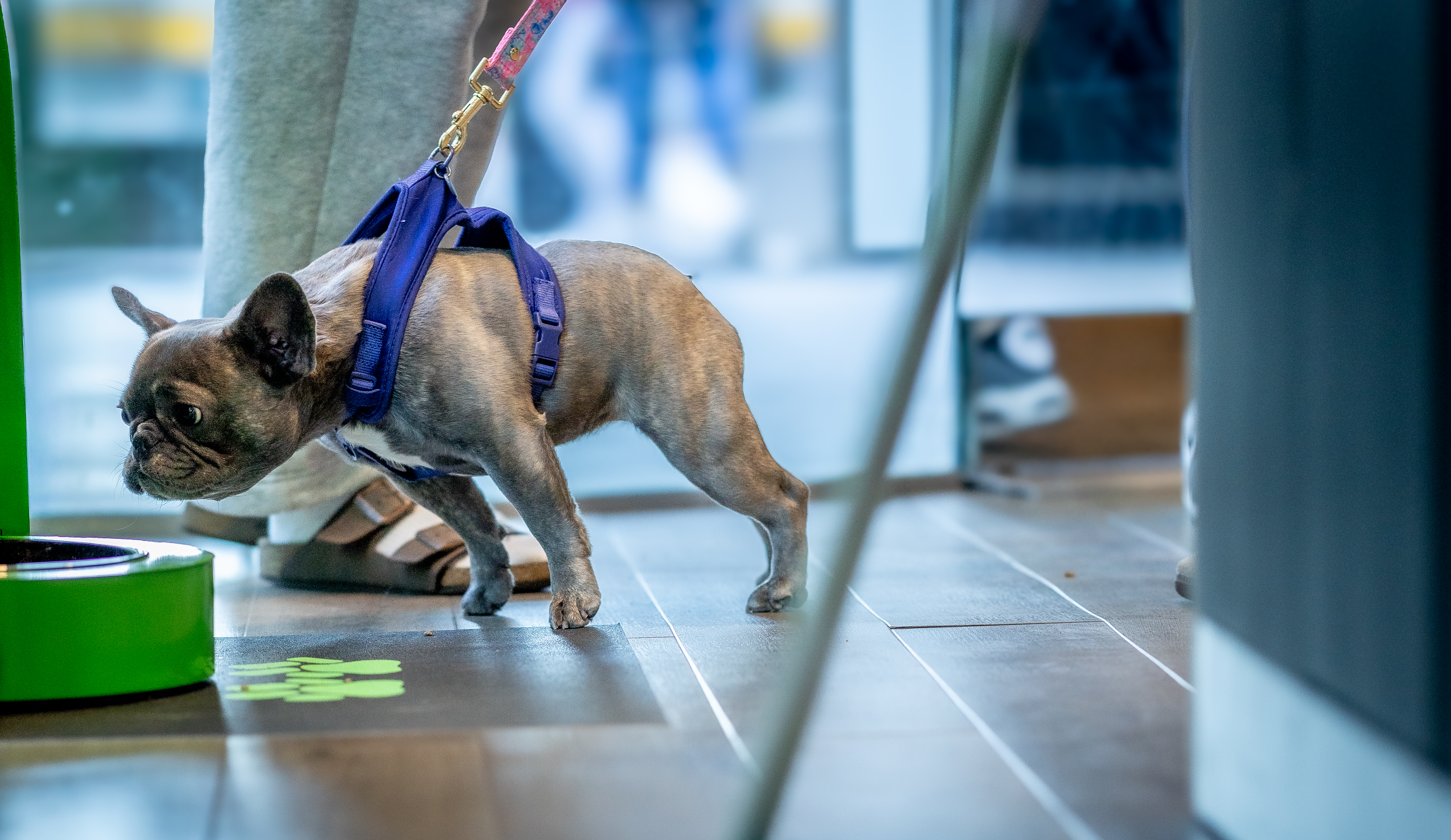 Boston dog ATM - masslive.com