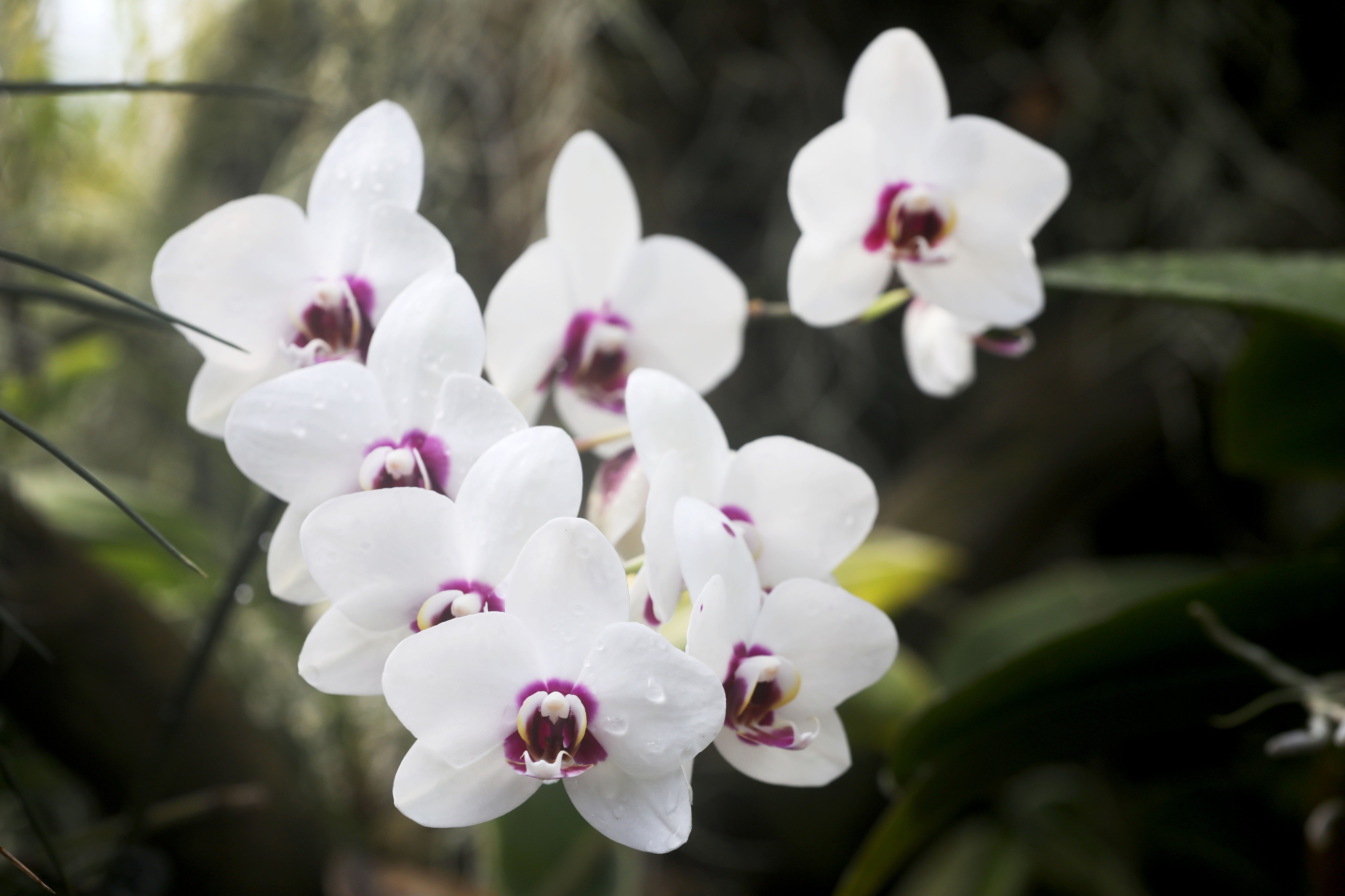 Orchids in full bloom - nj.com
